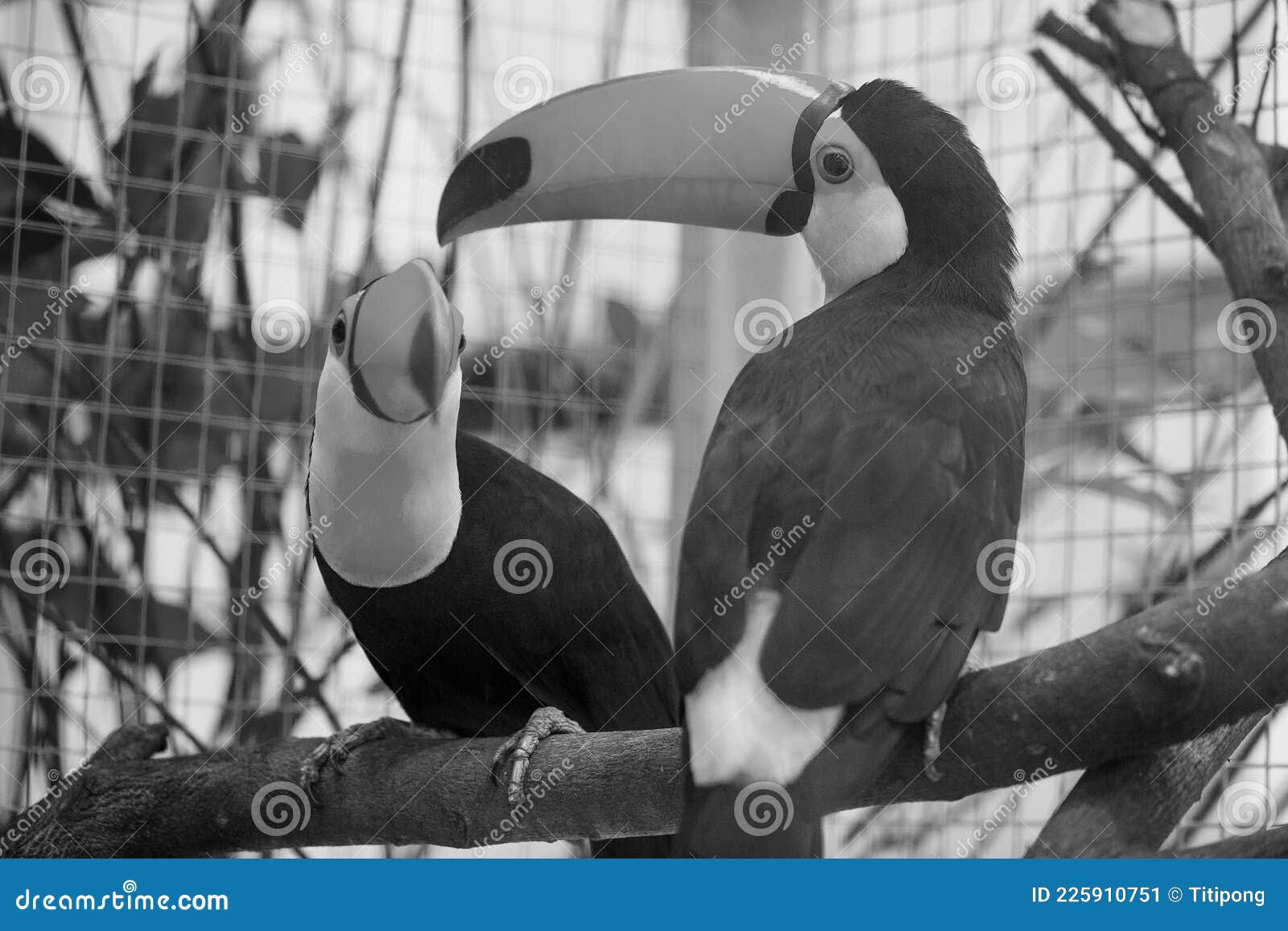 Two Toco Toucans In A Tree, Pantanal Wetlands, Mato Grosso, Royalty ...