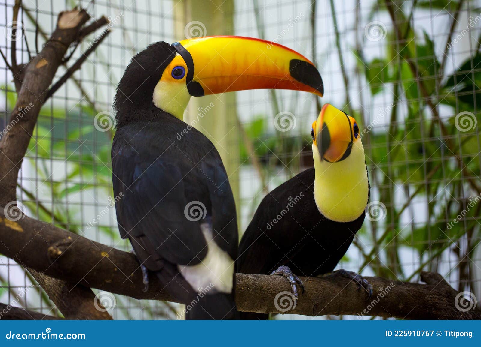 Two Toco Toucans In A Tree, Pantanal Wetlands, Mato Grosso, Royalty ...