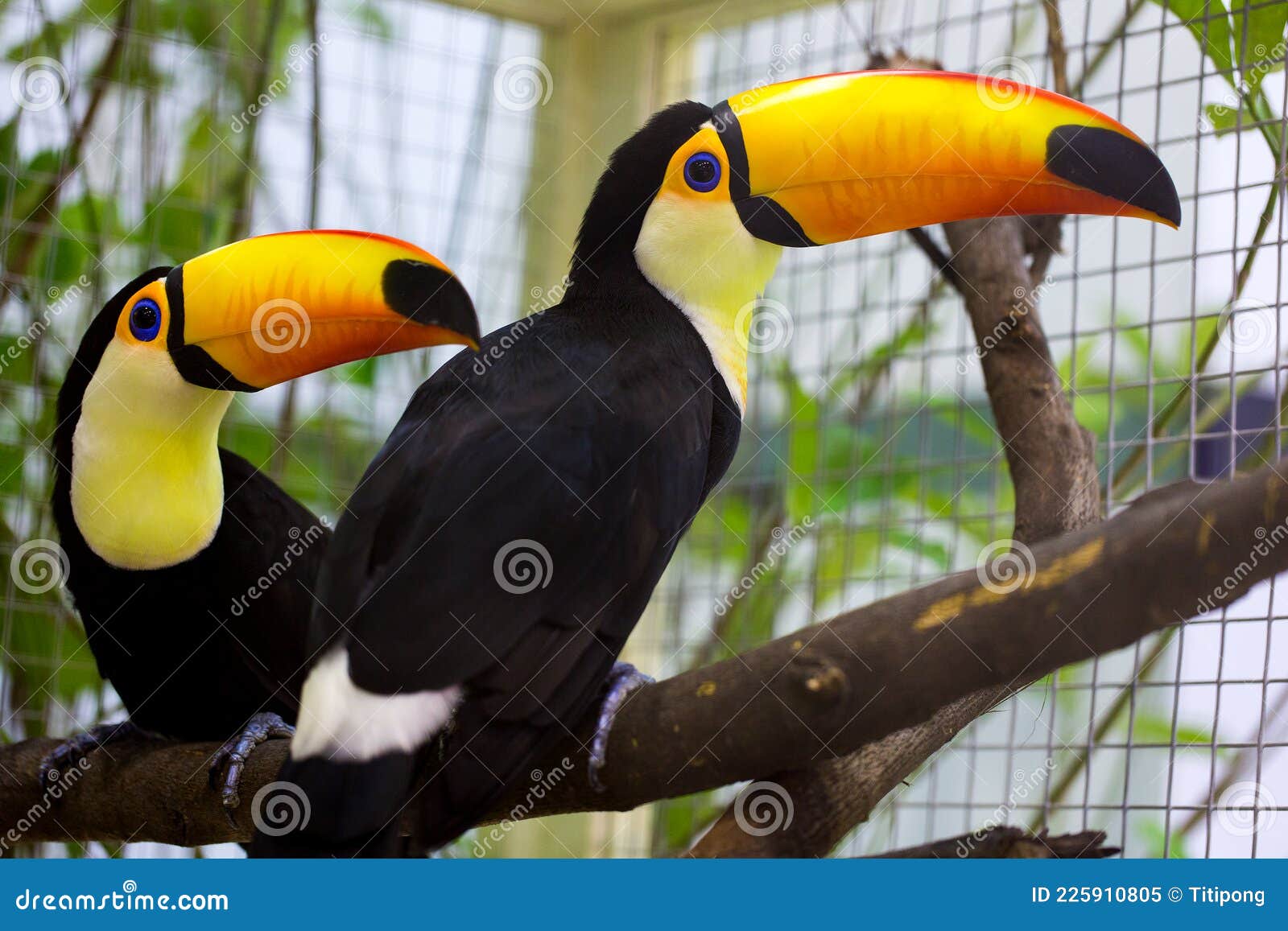 Toco Tucan is on the tree stock image. Image of body - 225910805
