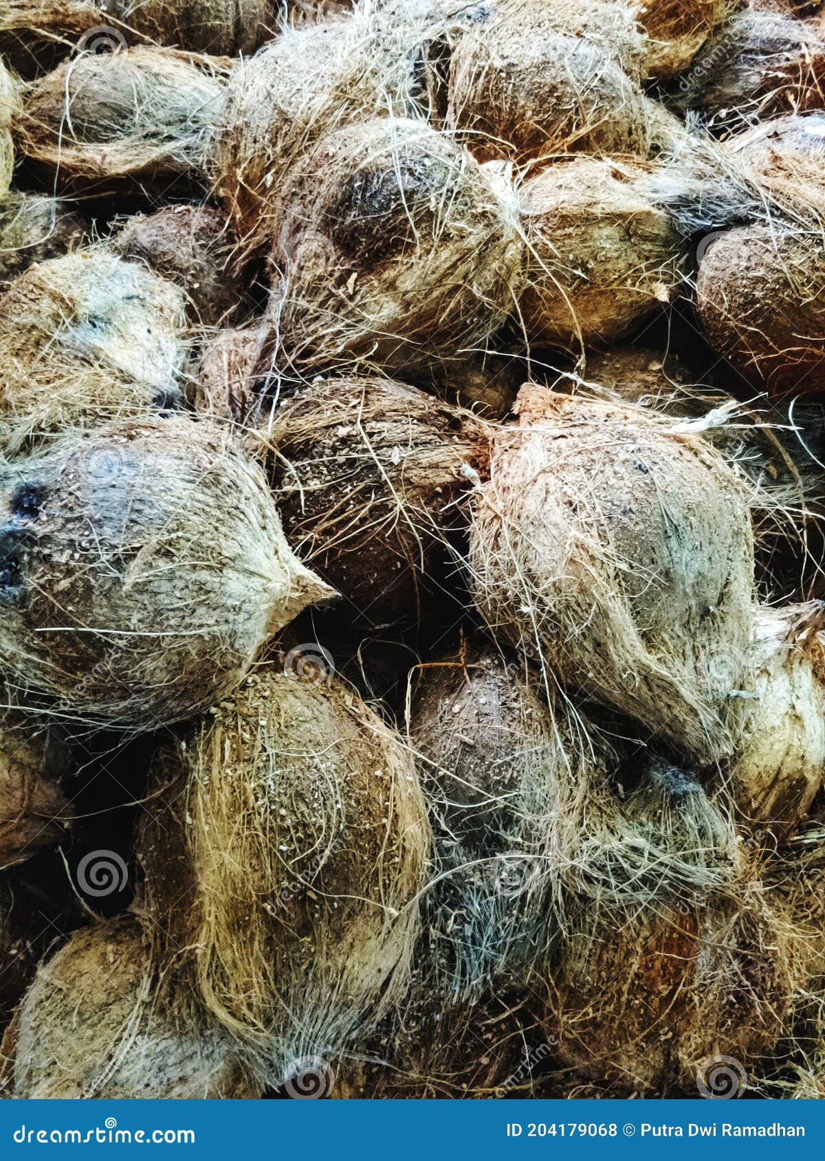 Todas As Partes Do Coco Podem Ser Utilizadas Foto de Stock - Imagem de ...