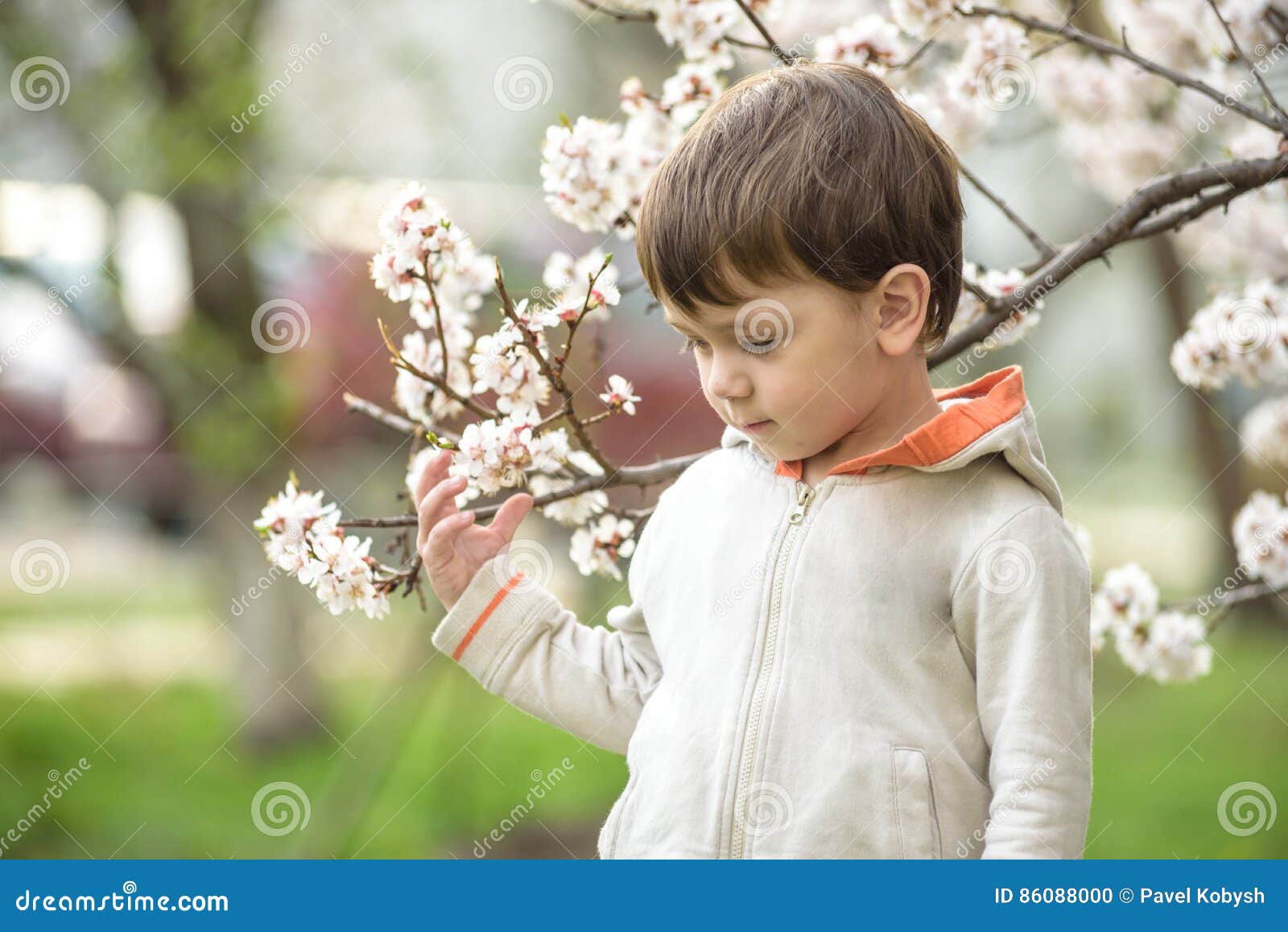 Toddler Boy in Spring Time Near the Blossom Tree Stock Photo - Image of ...