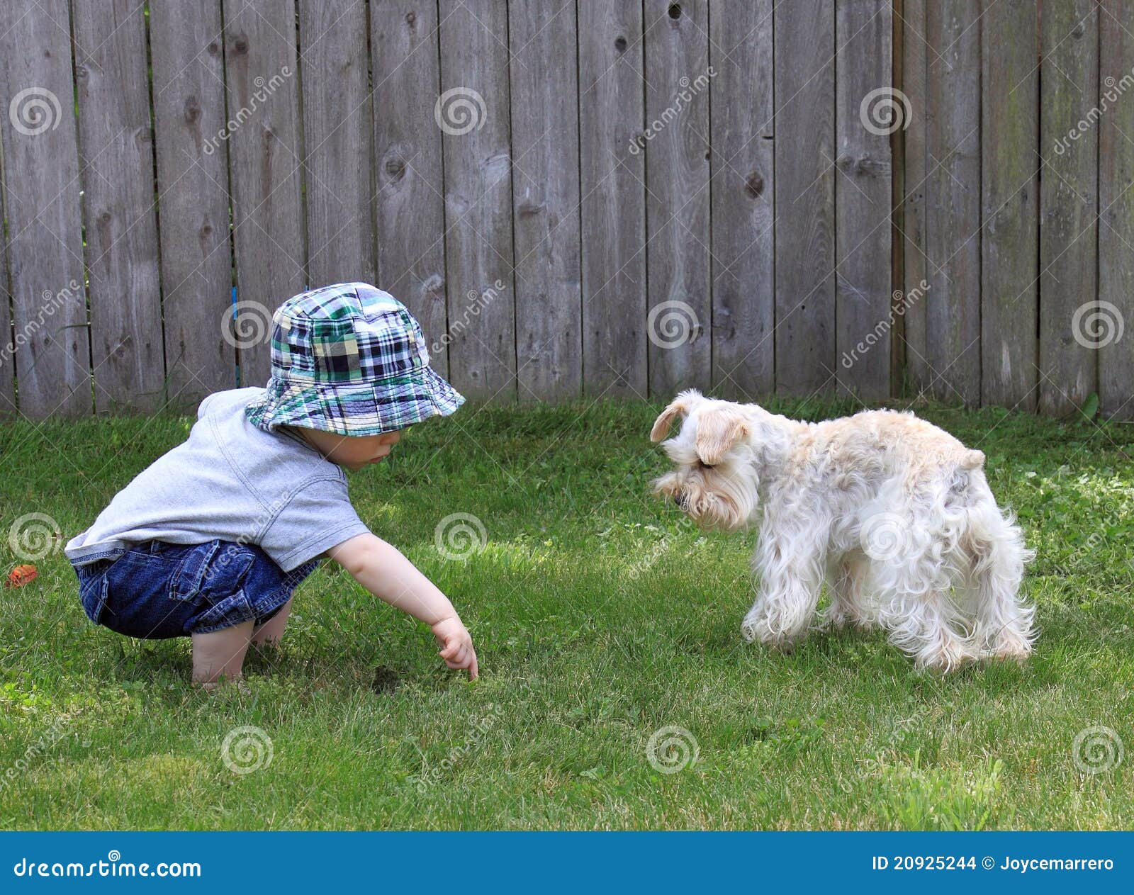 Wonder Mutt Stock Photos - Free & Royalty-Free Stock Photos from Dreamstime