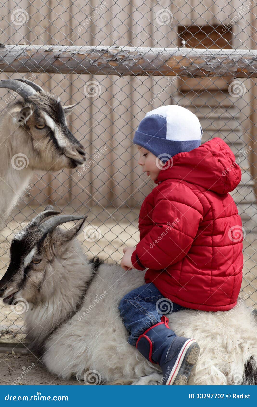 Toddler on a goat stock photo. Image of animals, farmyard - 33297702