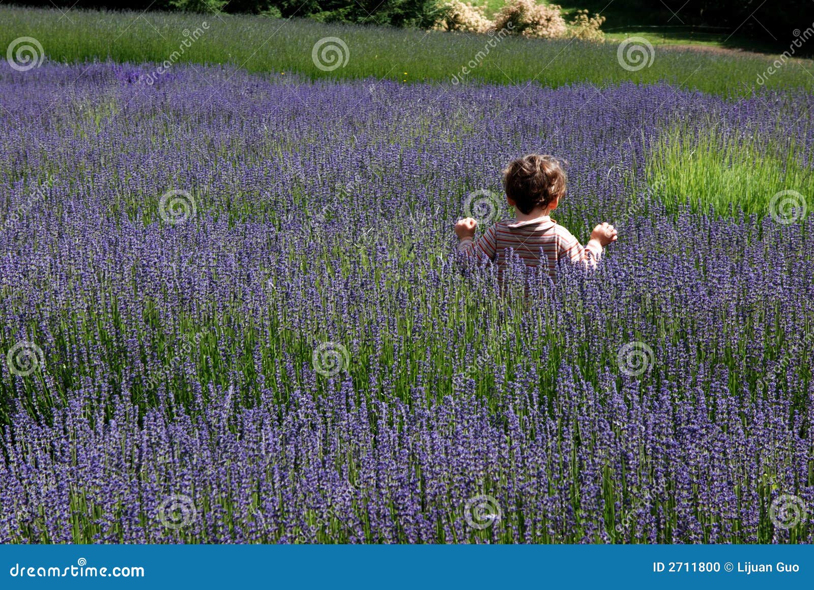 Toddler in lavender field stock photo. Image of blue, scent - 2711800