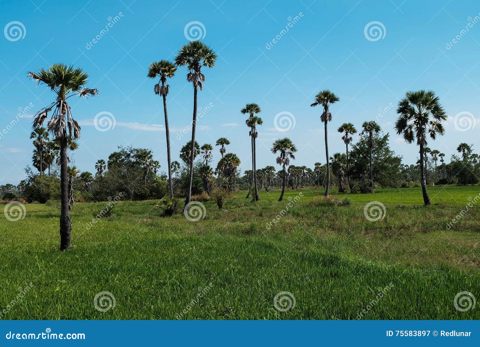 Toddy palm field stock image. Image of coconut, plant - 75583897