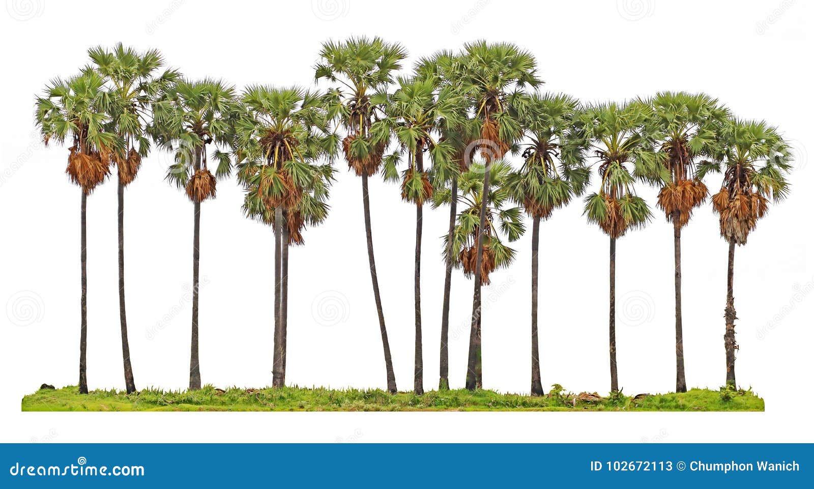 Toddy Palm or Sugar Palm Tree Stock Image - Image of botany, element ...