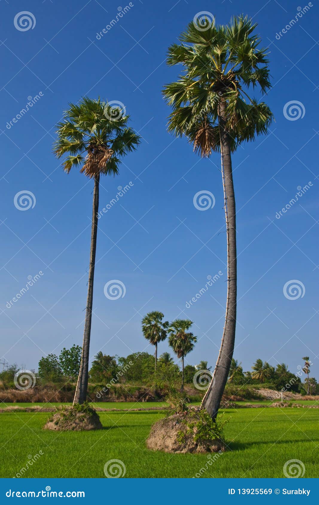 Toddy palm in Thailand stock image. Image of garden, asia - 13925569