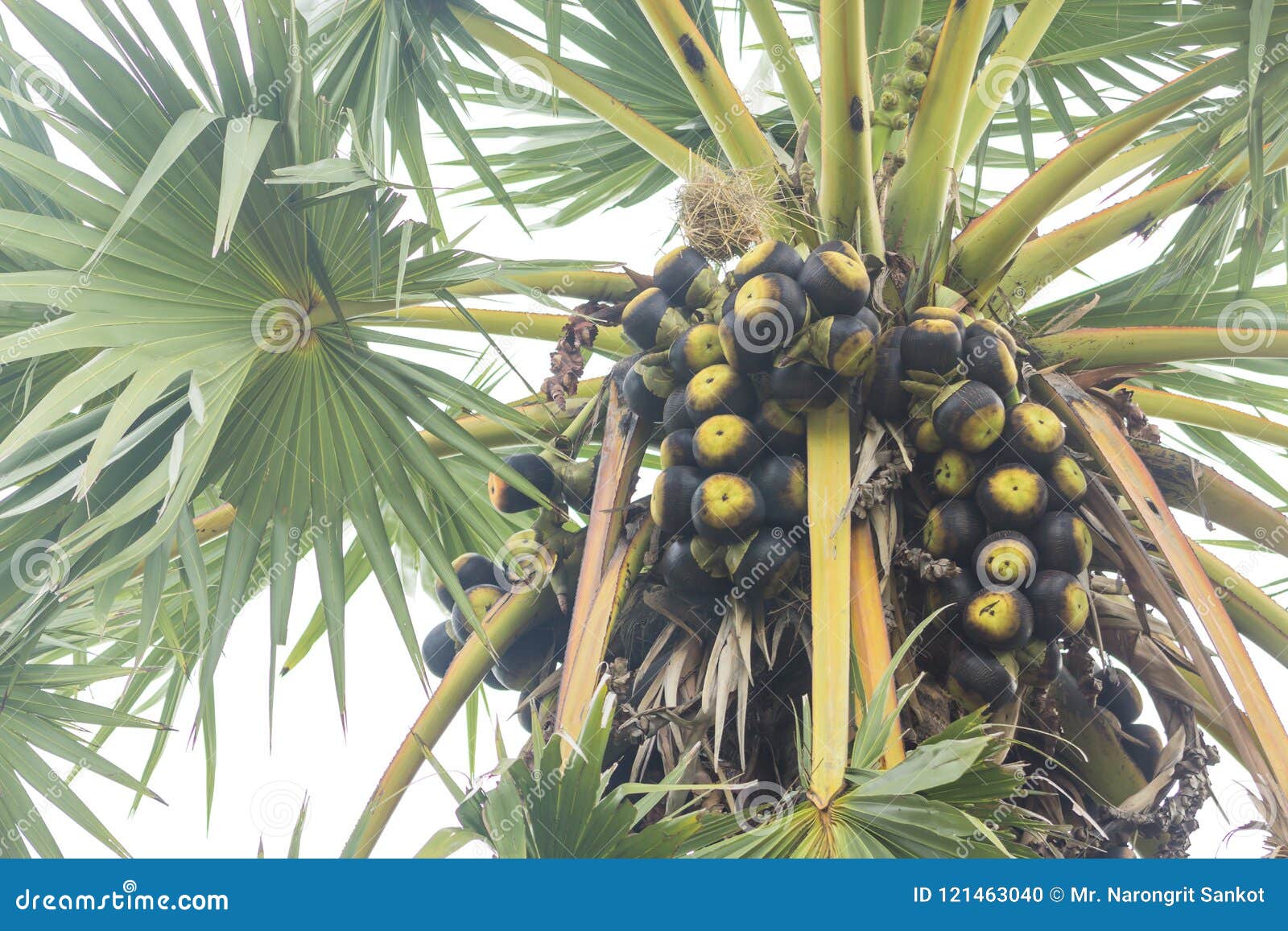 Toddy Palm stock photo. Image of large, leaves, beautiful - 121463040