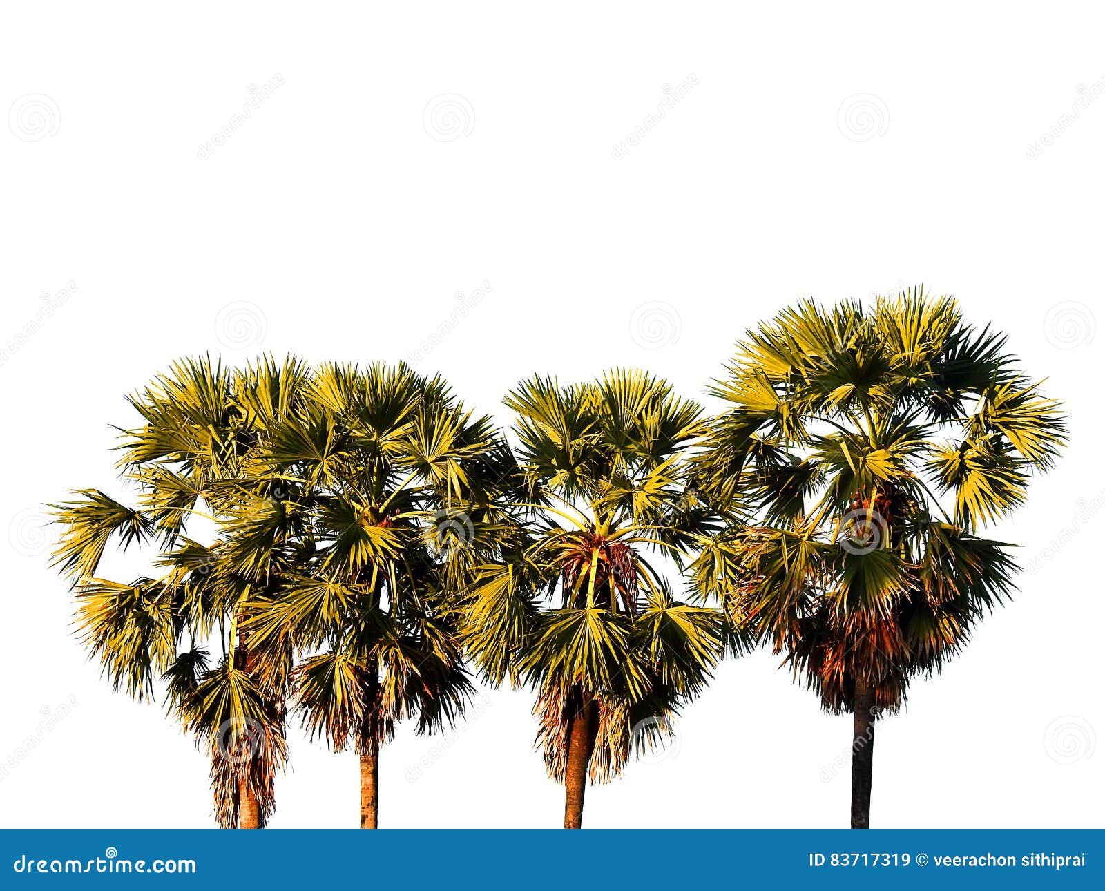 Toddy palm tree isolated. stock image. Image of abstract - 83717319