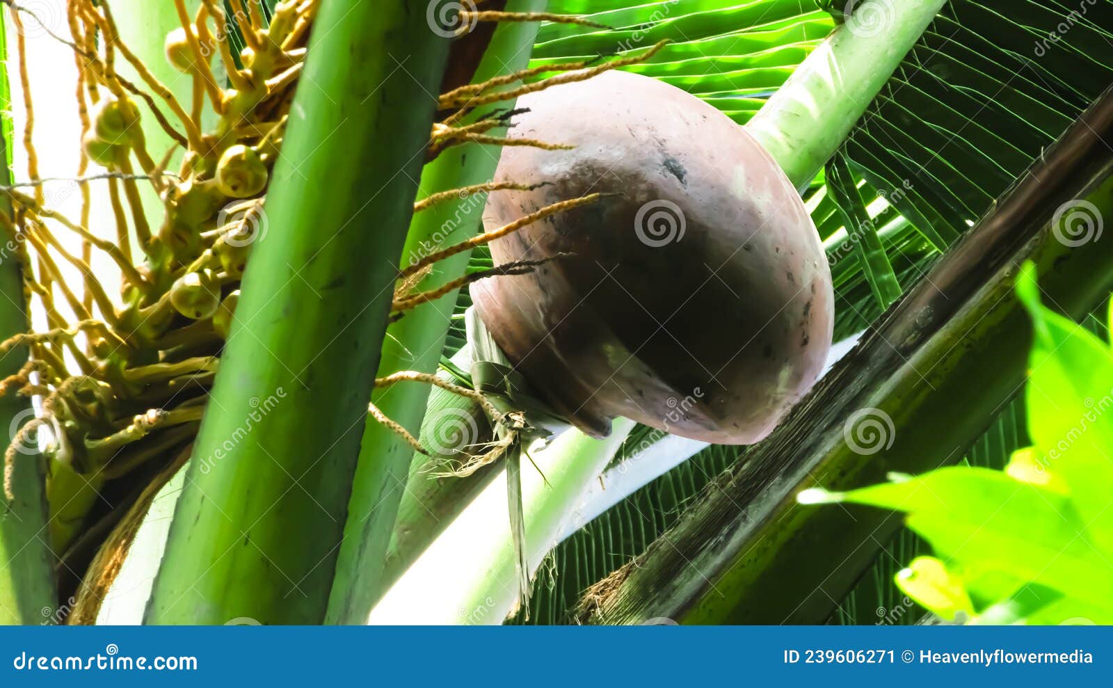 Toddy Pot Extract Toddy from Coconut Tree Stock Image - Image of leaf ...