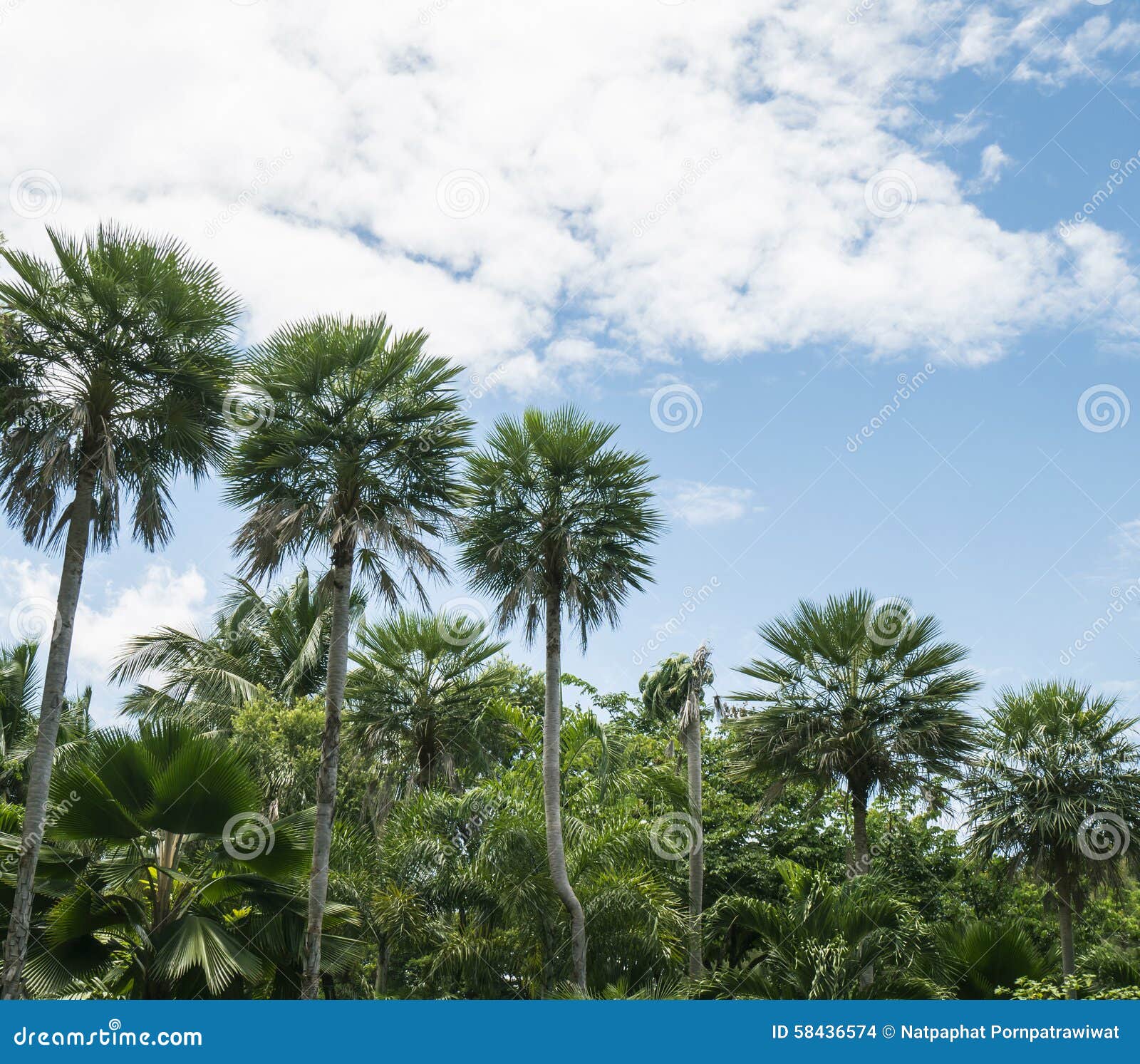 426 Toddy Palm Tree Blue Sky Stock Photos - Free & Royalty-Free Stock ...