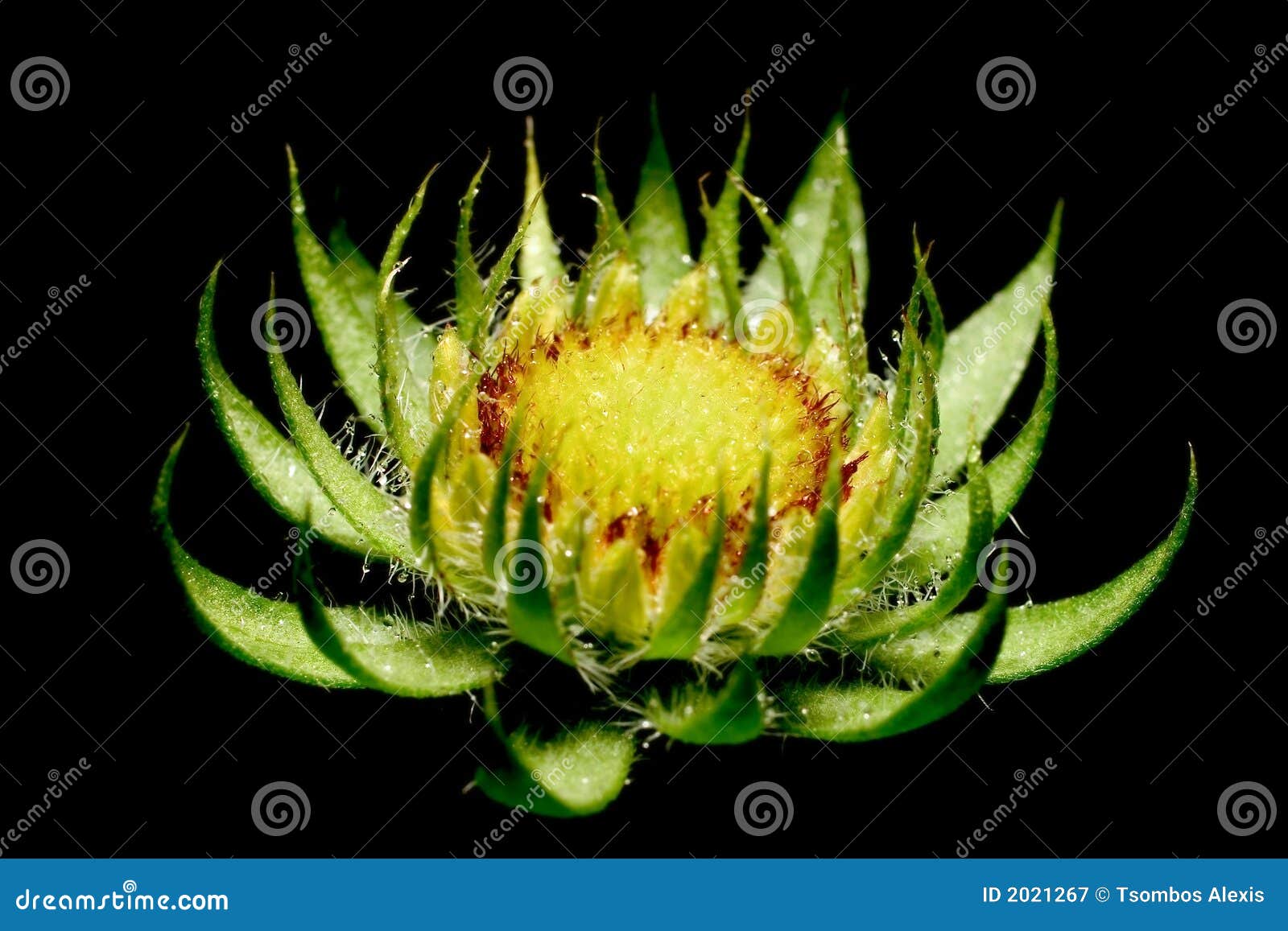 Todesblume stockbild. Bild von schwarzes, dschungel, dunkel - 2021267