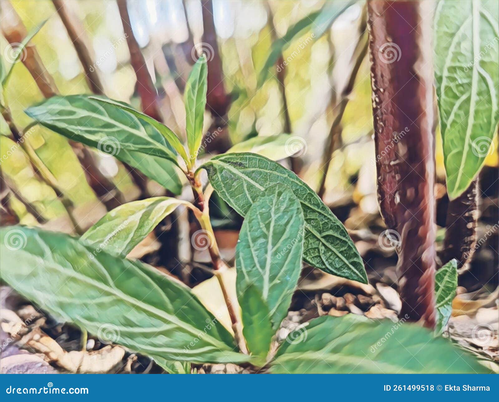 Todo sobre el enganche foto de archivo. Imagen de planta - 261499518