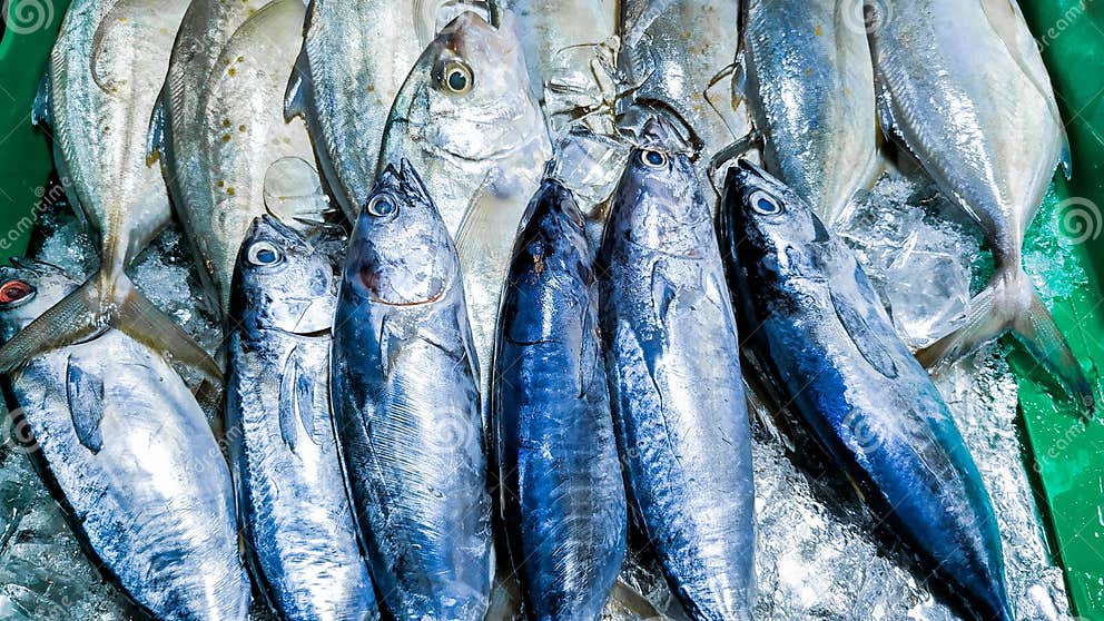 Todos los peces azules imagen de archivo. Imagen de alimento - 203400665