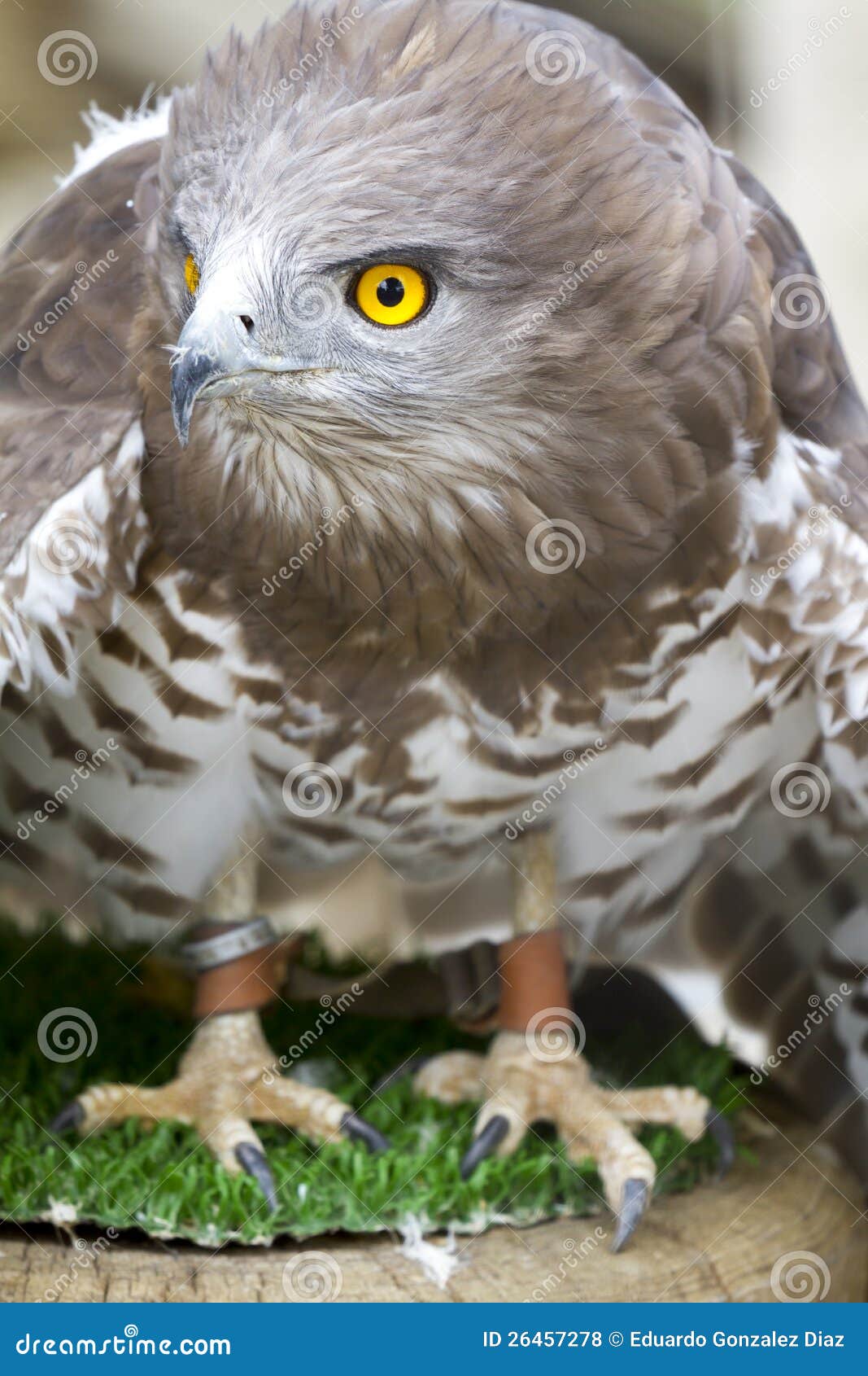 Toed Eagle stock photo. Image of oviparous, wild, bird - 26457278