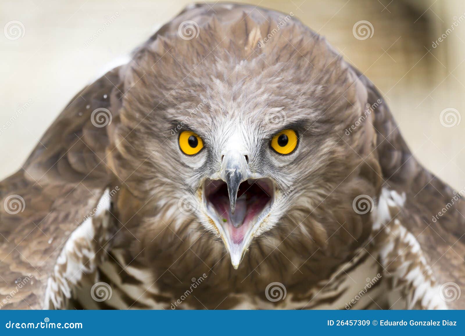 Toed Eagle stock image. Image of animal, eagle, bird - 26457309