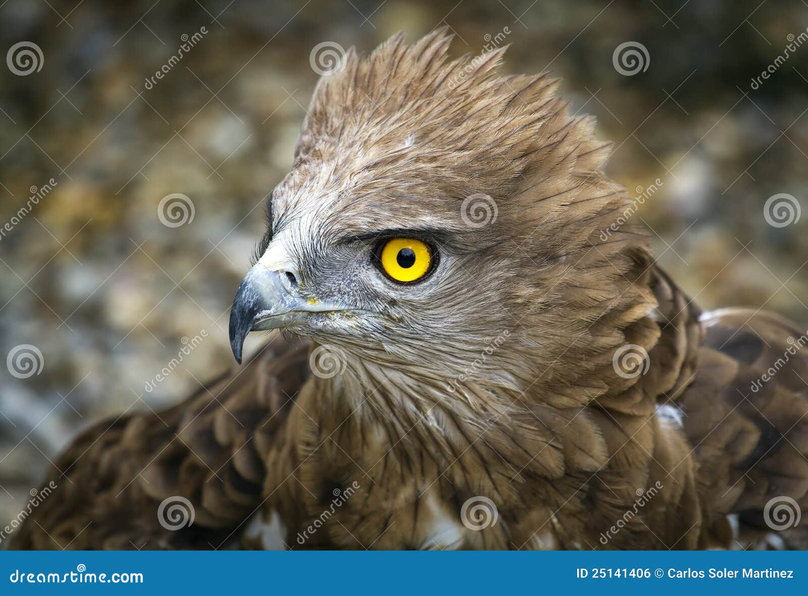 Toed Eagle. Circaetus Gallicus Stock Photo - Image of alone, hawk: 25141406
