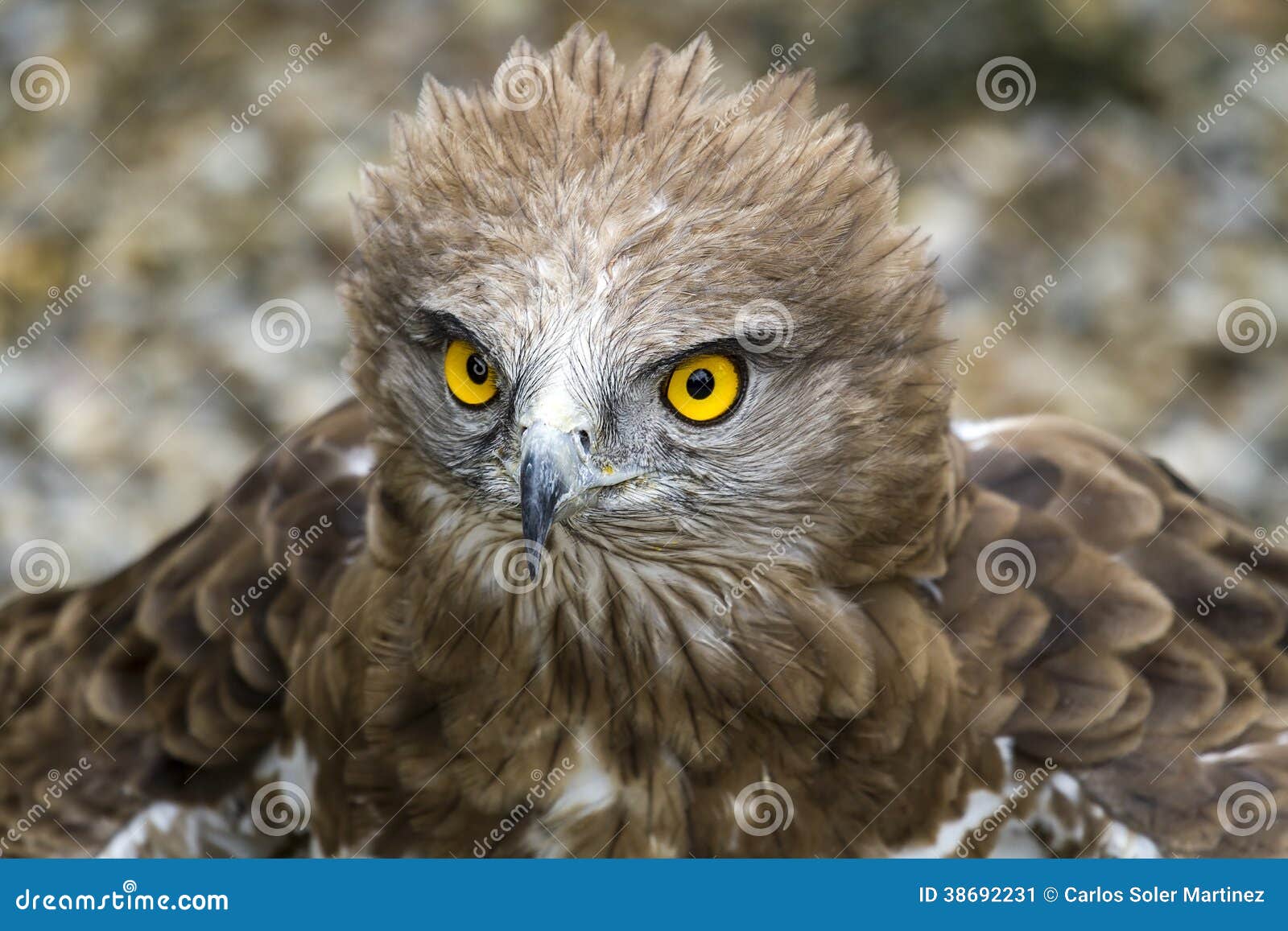 Toed Eagle. Circaetus Gallicus Stock Image - Image of freedom, power ...