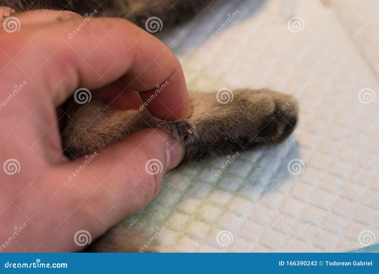 Toenail of a cat stock photo. Image of clinic, breed - 166390242