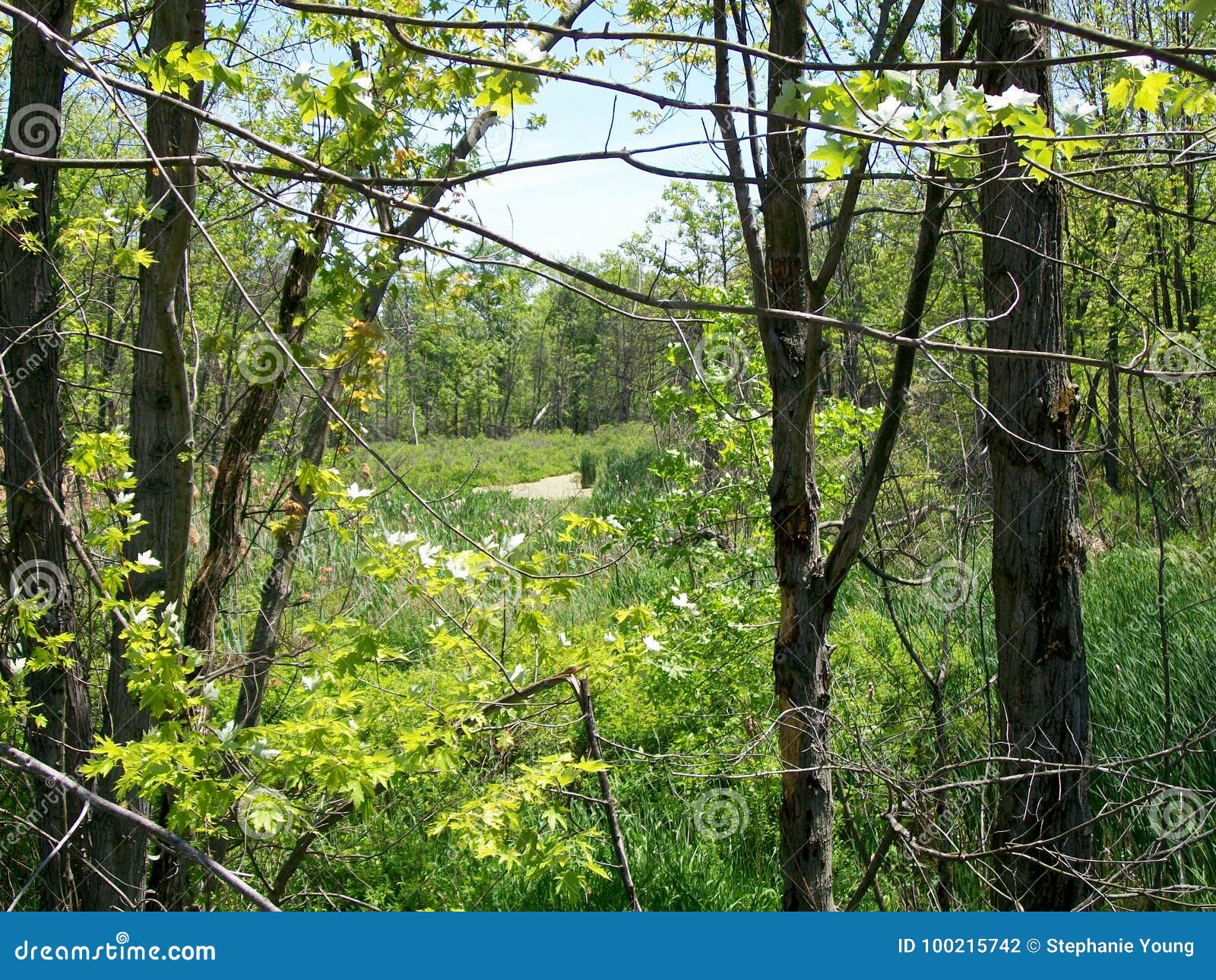 Howland Park stock photo. Image of deciduous, green - 100215742