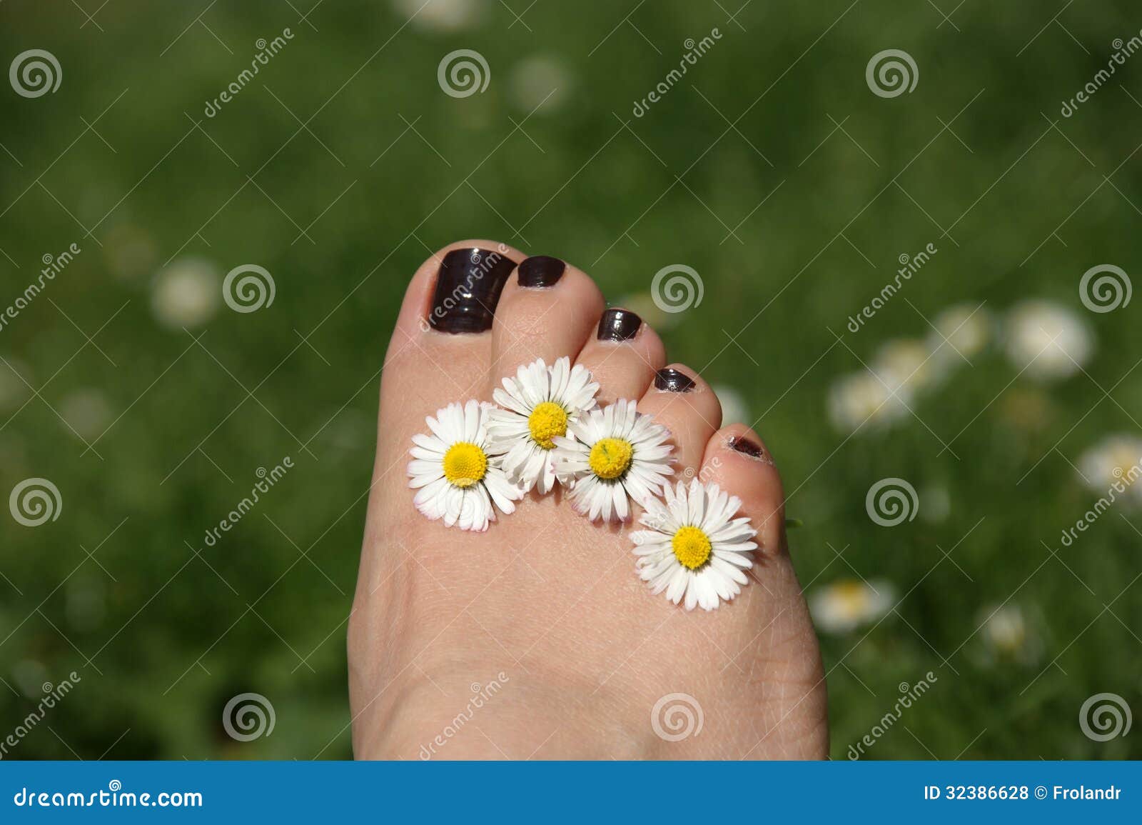 Toes with daisies stock photo. Image of grass, park, woman - 32386628