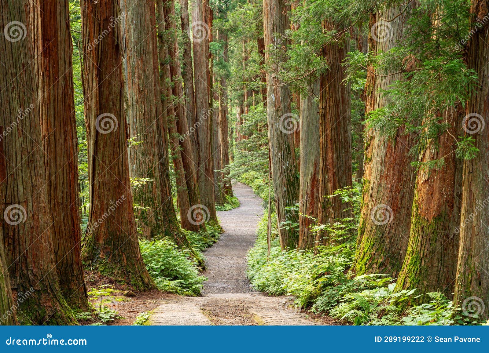 Togakushi Shrine in Nagano, Japan Stock Photo - Image of beautiful ...