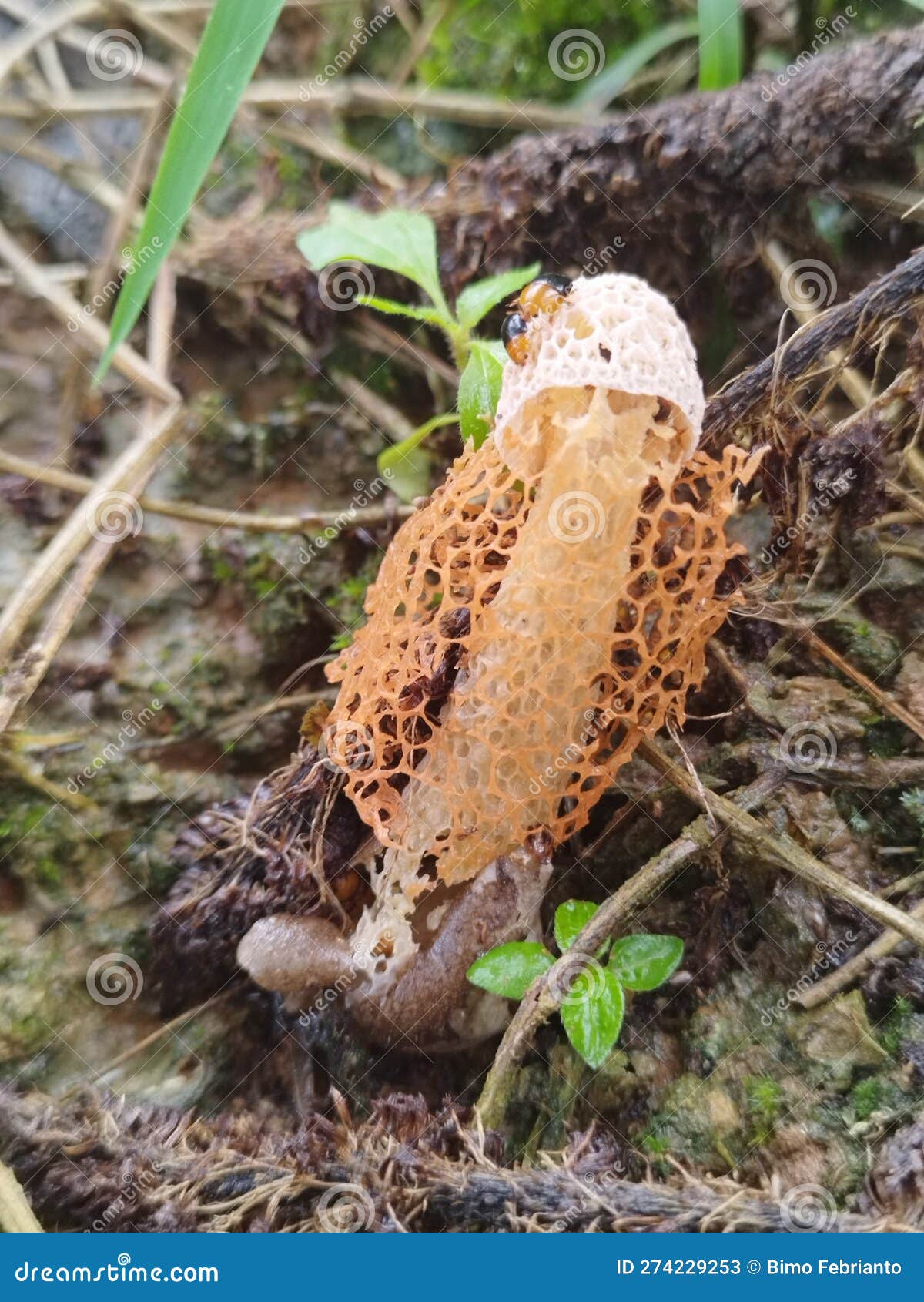 Together in biodiversity stock image. Image of invertebrate - 274229253