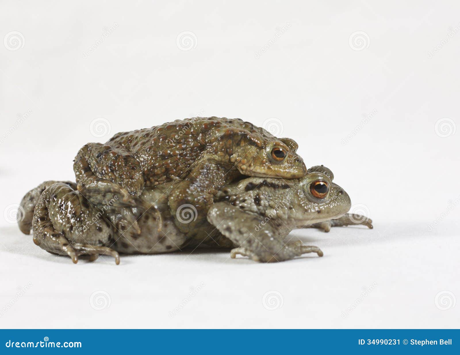 Together stock image. Image of wildlife, animal, nature - 34990231