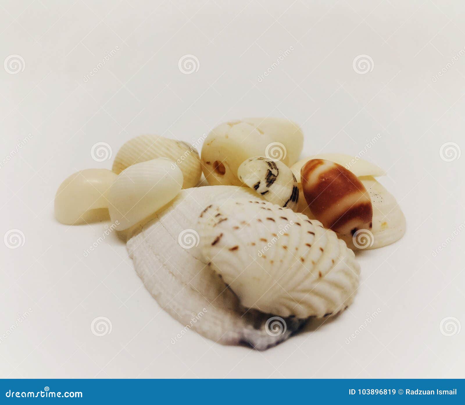 Together stock image. Image of together, isolated, seashell - 103896819