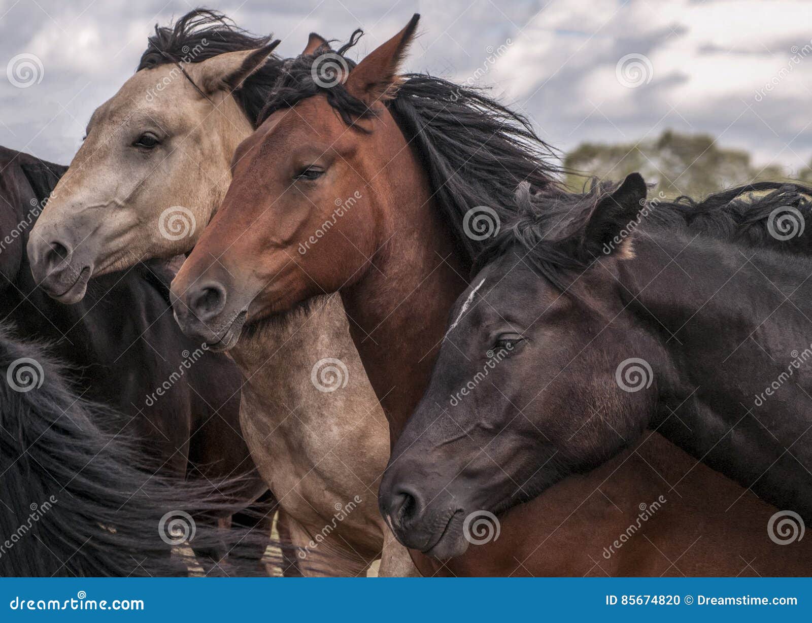 Together stock photo. Image of heads, color, horses, together - 85674820