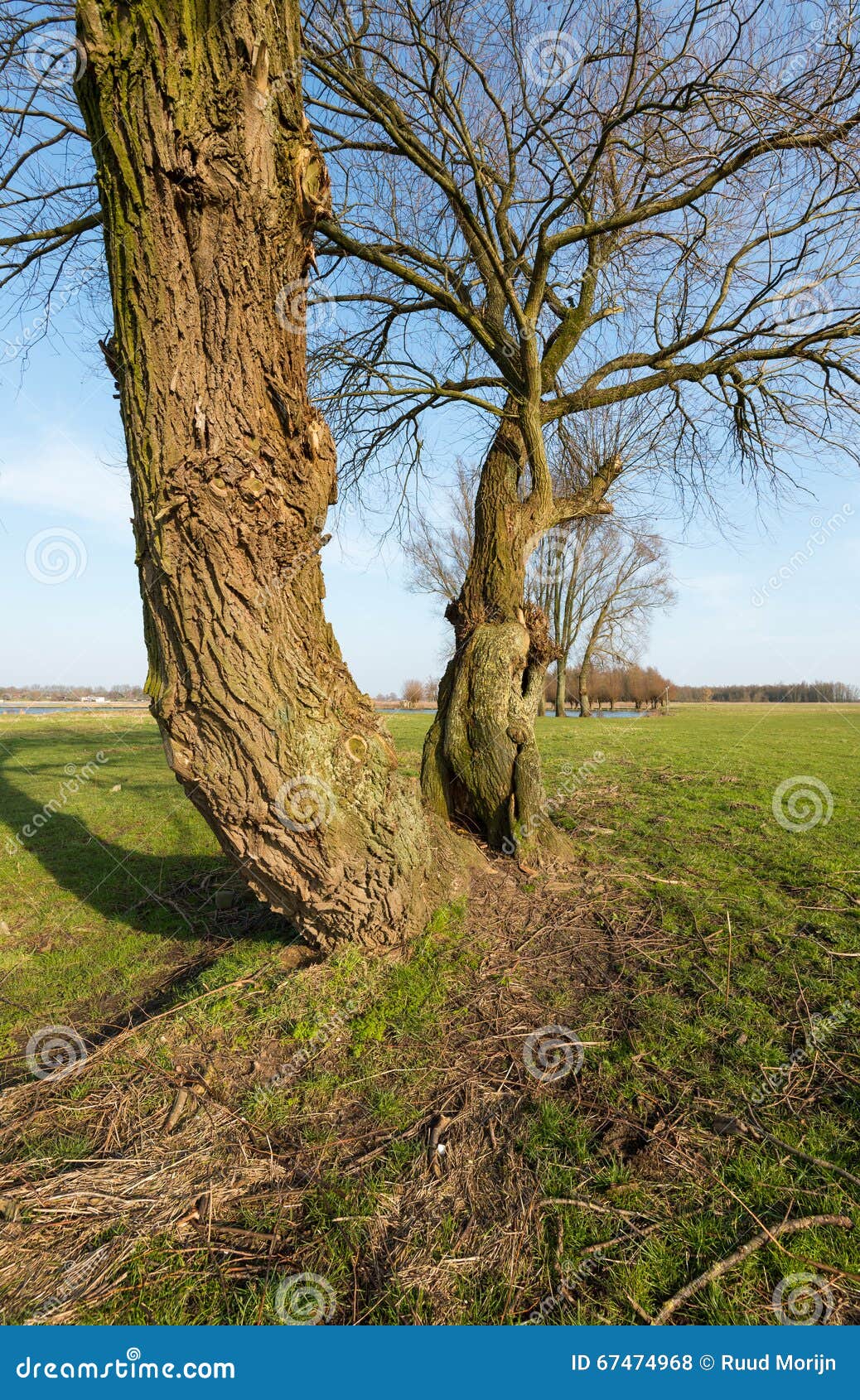 Together we are strong stock photo. Image of growth, branches - 67474968