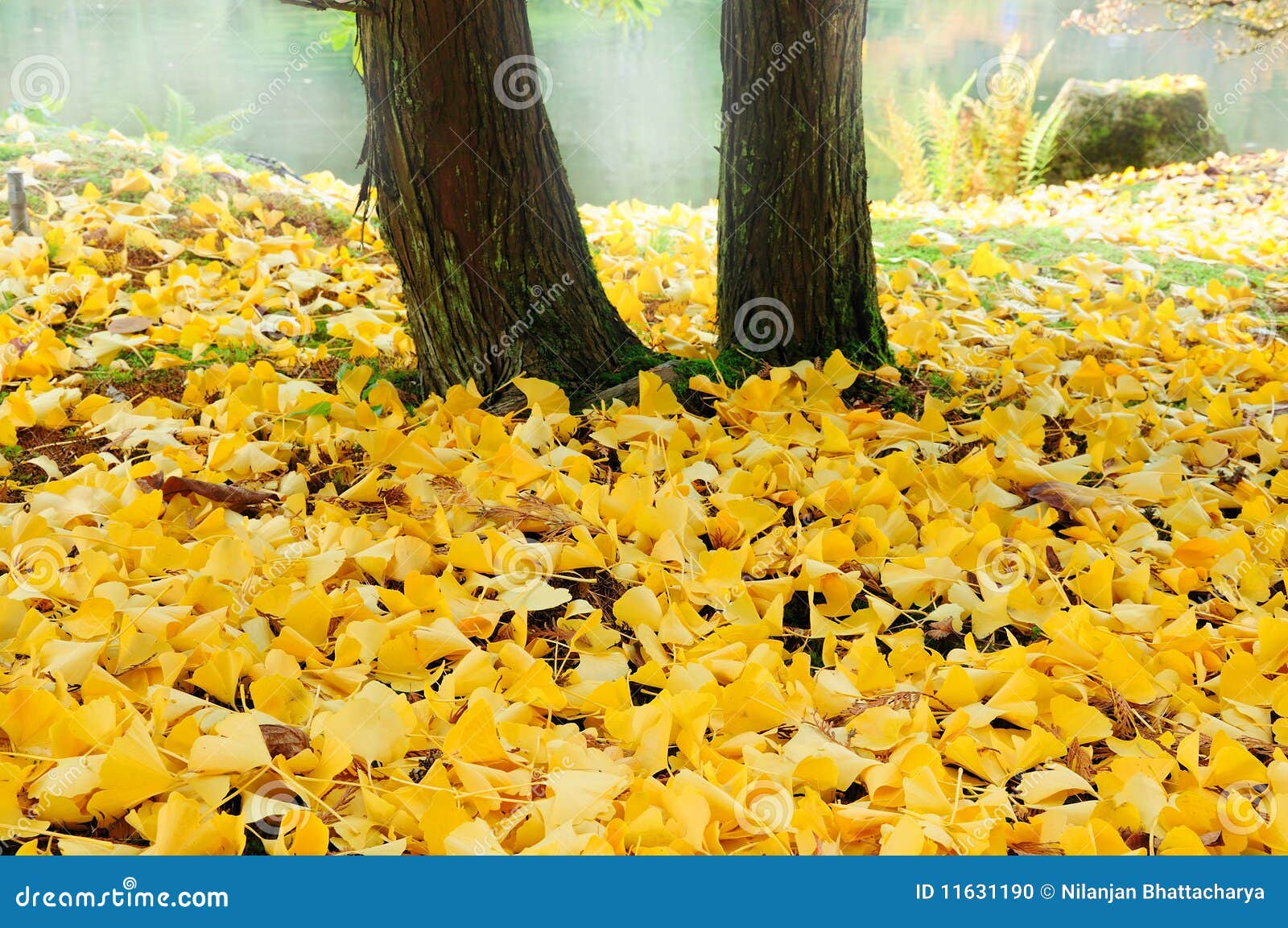 Togetherness stock photo. Image of beautiful, bright - 11631190