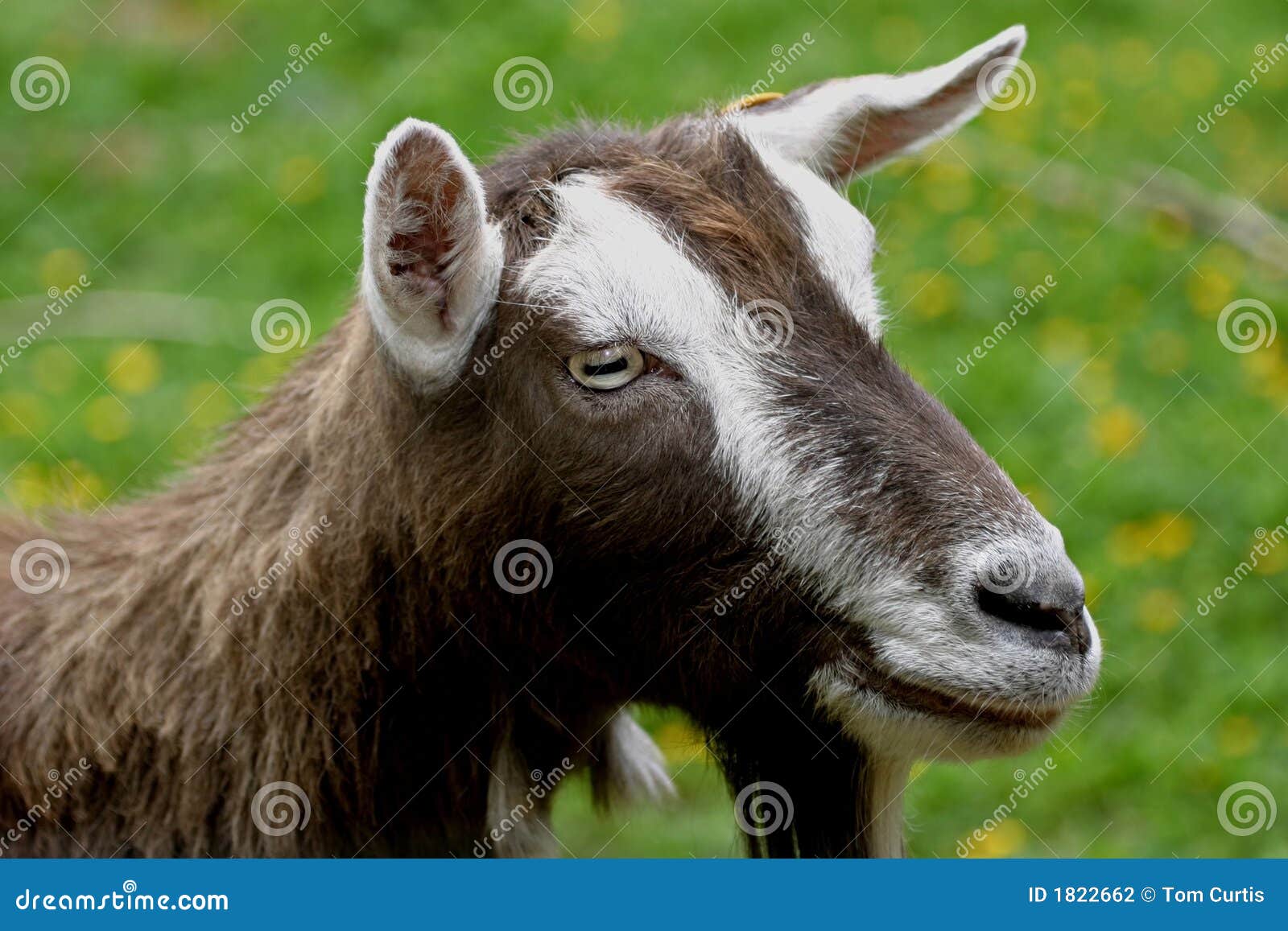 Toggenburg Goat stock photo. Image of wildlife, toggenburg - 1822662