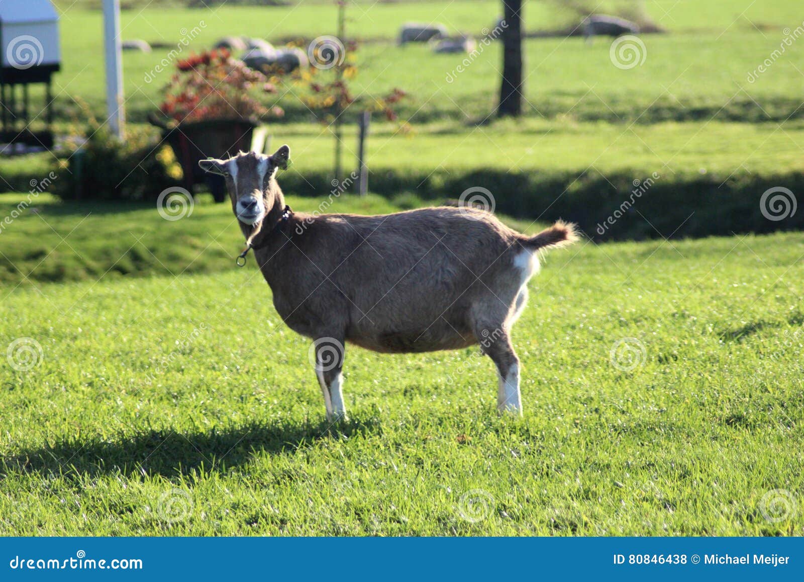 Toggenburg goat stock photo. Image of netherlands, petting - 80846438