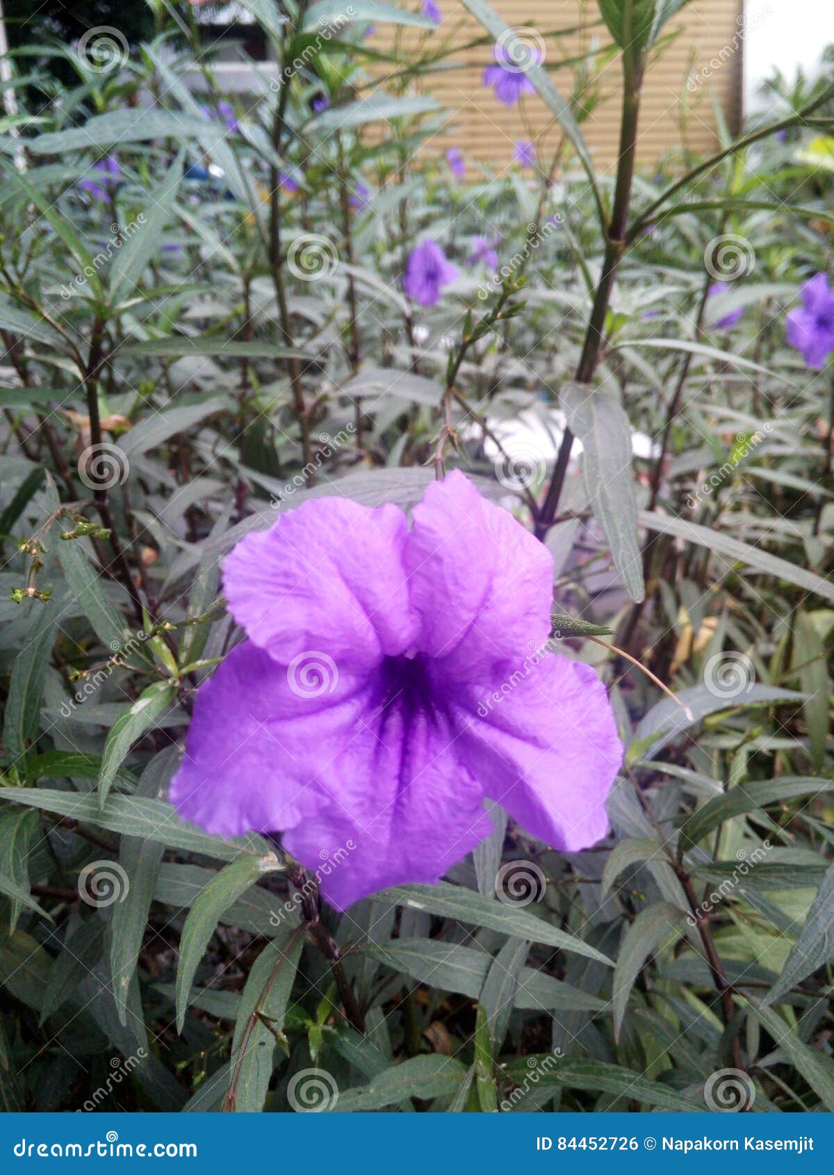 The Toi Ting editorial photo. Image of ting, leaves, banana - 84452726