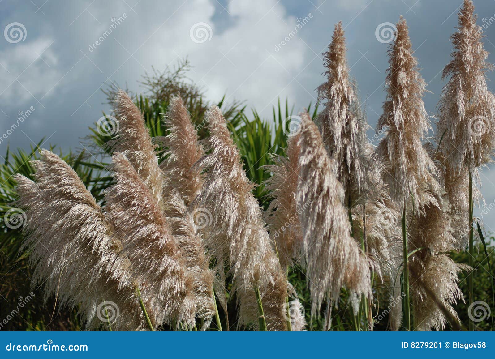 Toi Toi grass stock image. Image of native, vegetation - 8279201