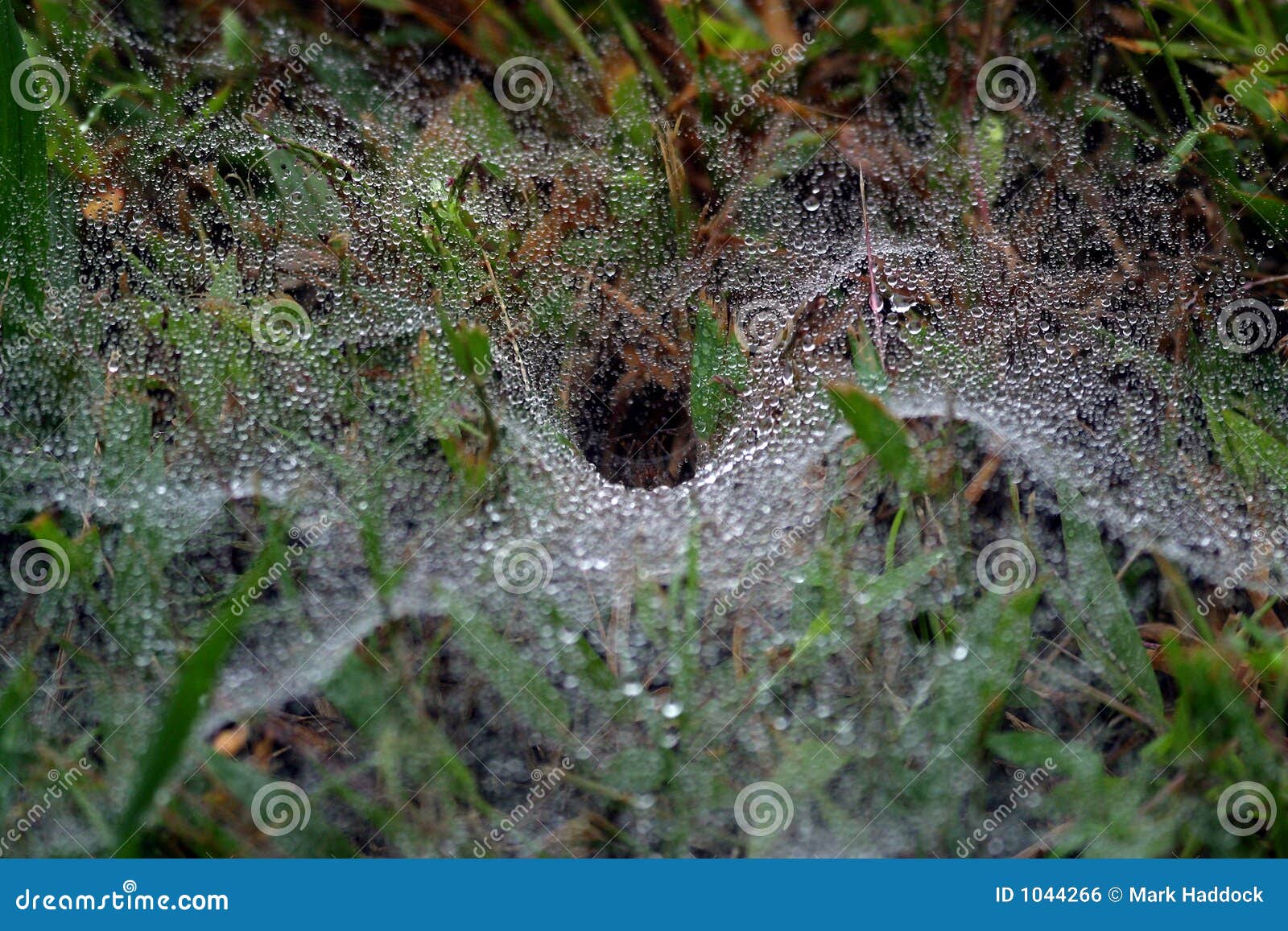 Toile d'araignée photo stock. Image du nature, cône, faune - 1044266