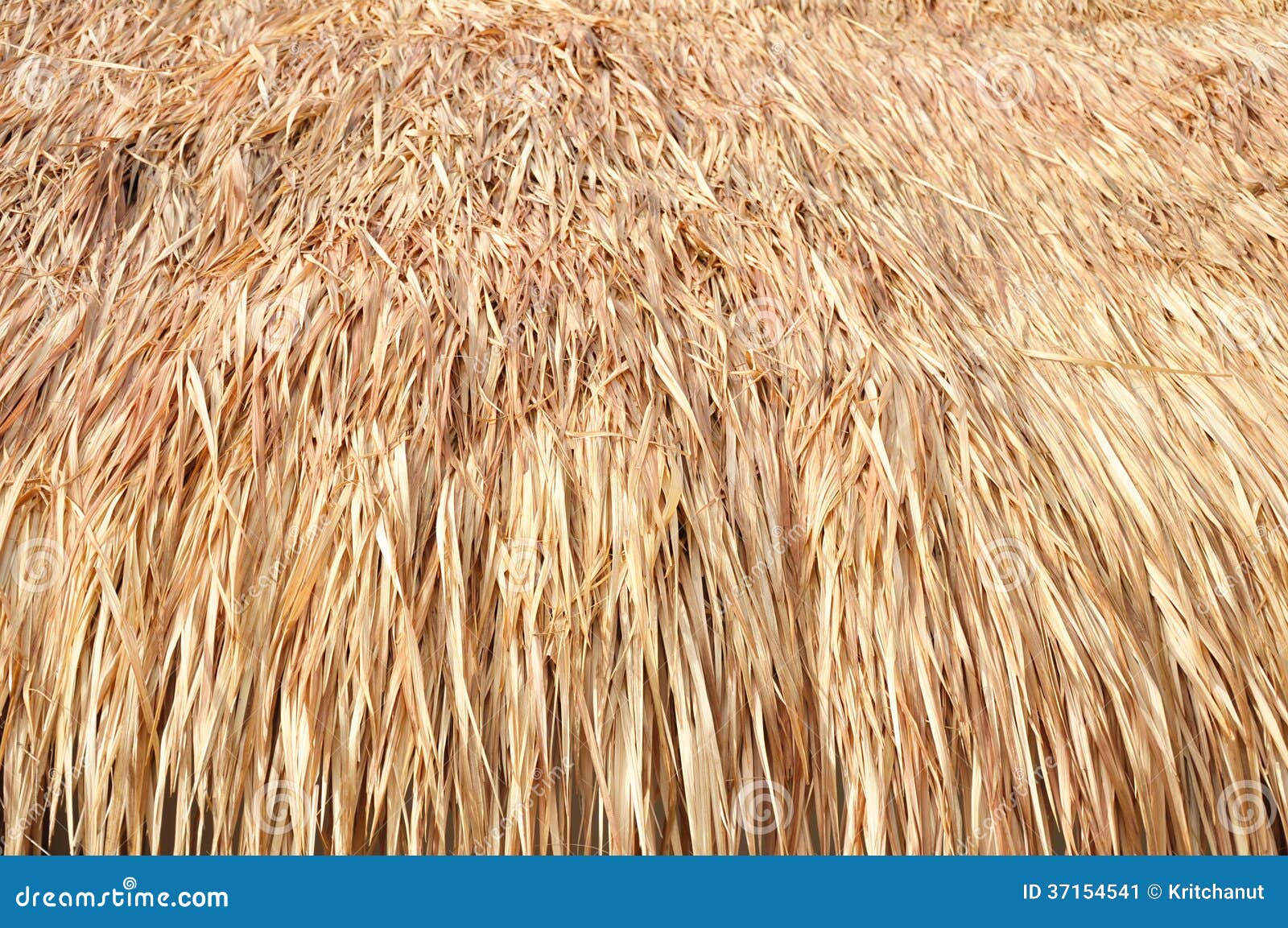 Toit de chaume image stock. Image du normal, lame, cottage - 37154541