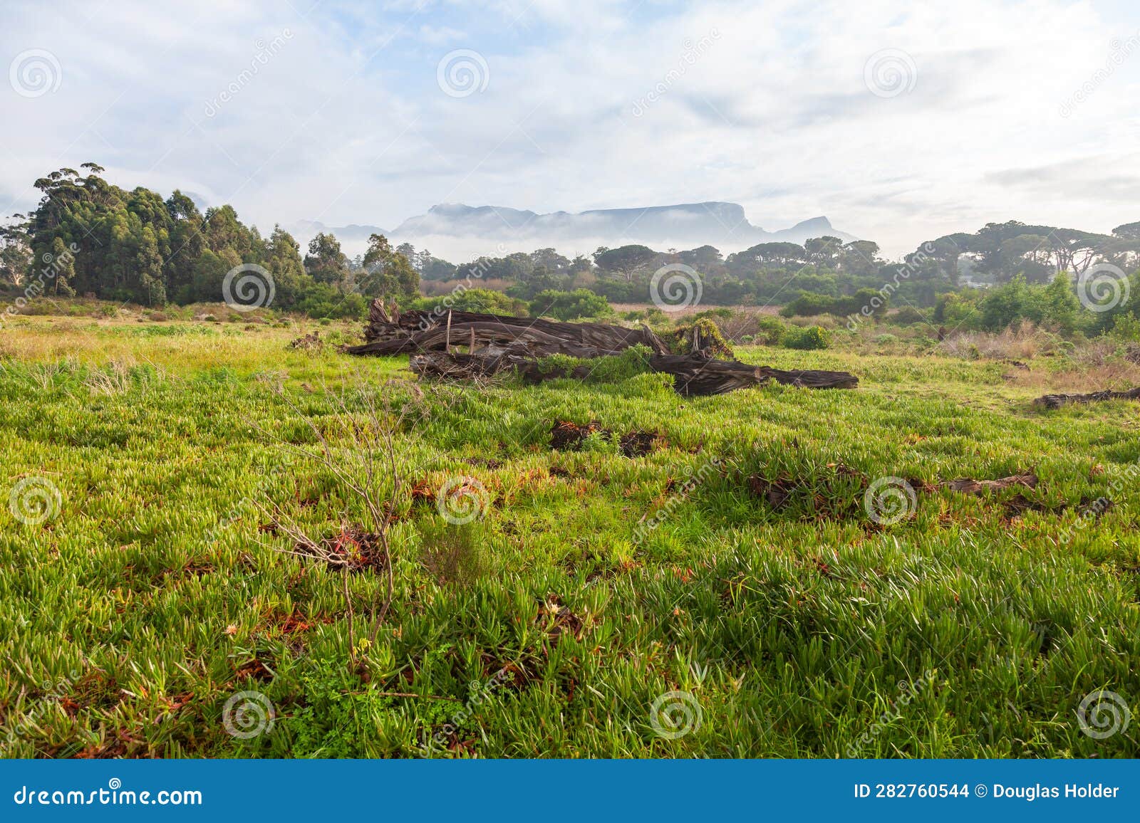 Tokai Forest with the Back of Table Mountain in the Distance. Stock ...