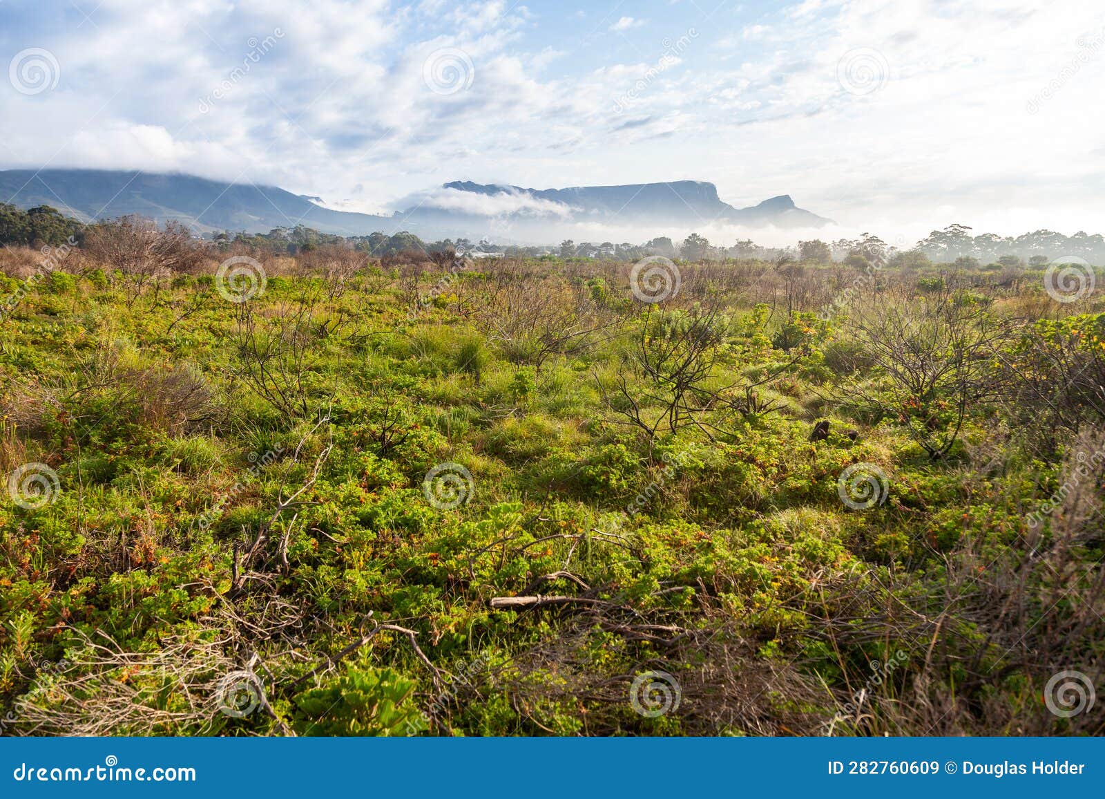 Tokai Forest with the Back of Table Mountain in the Distance. Stock ...