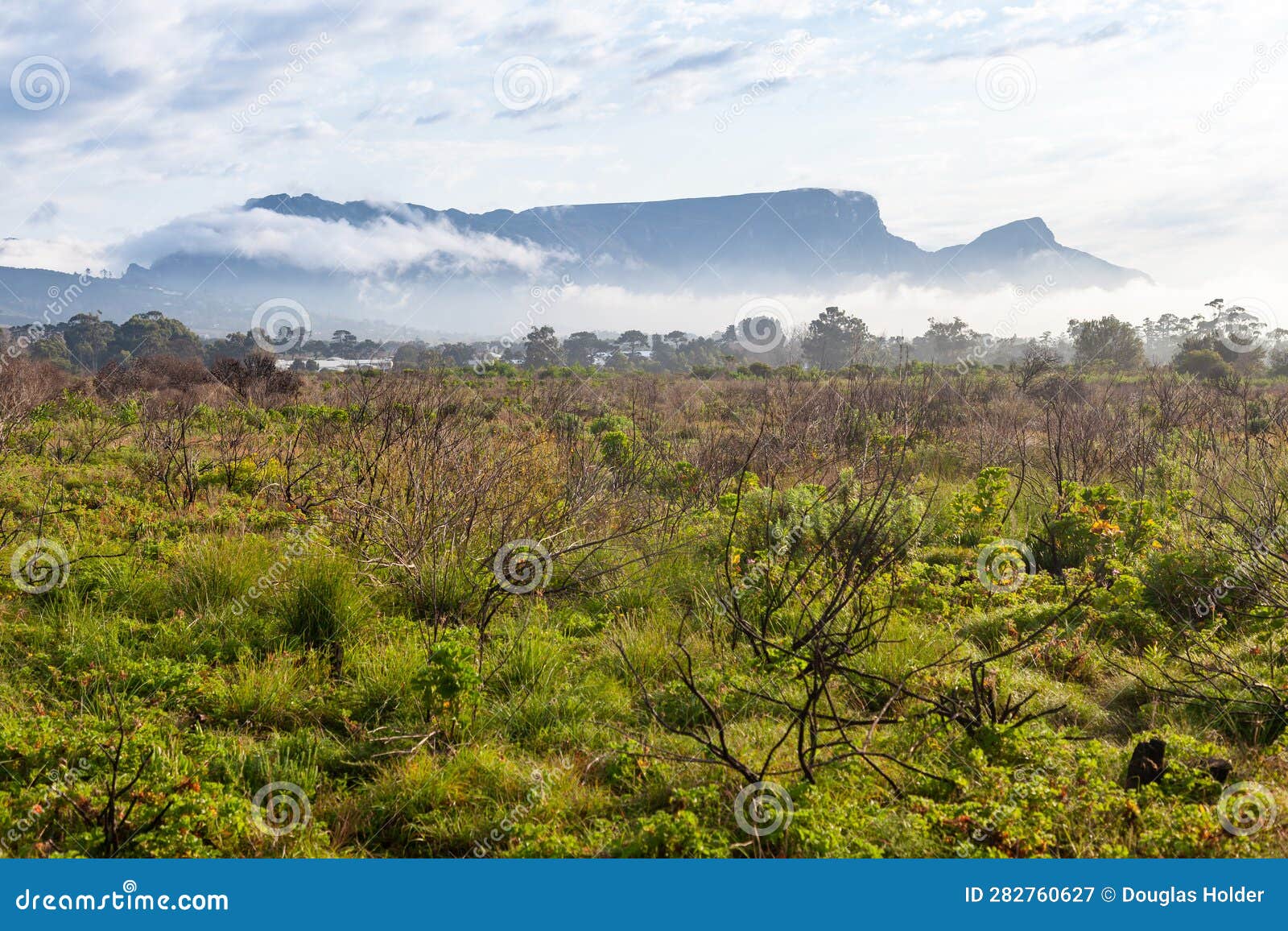 Tokai Forest with the Back of Table Mountain in the Distance. Stock ...