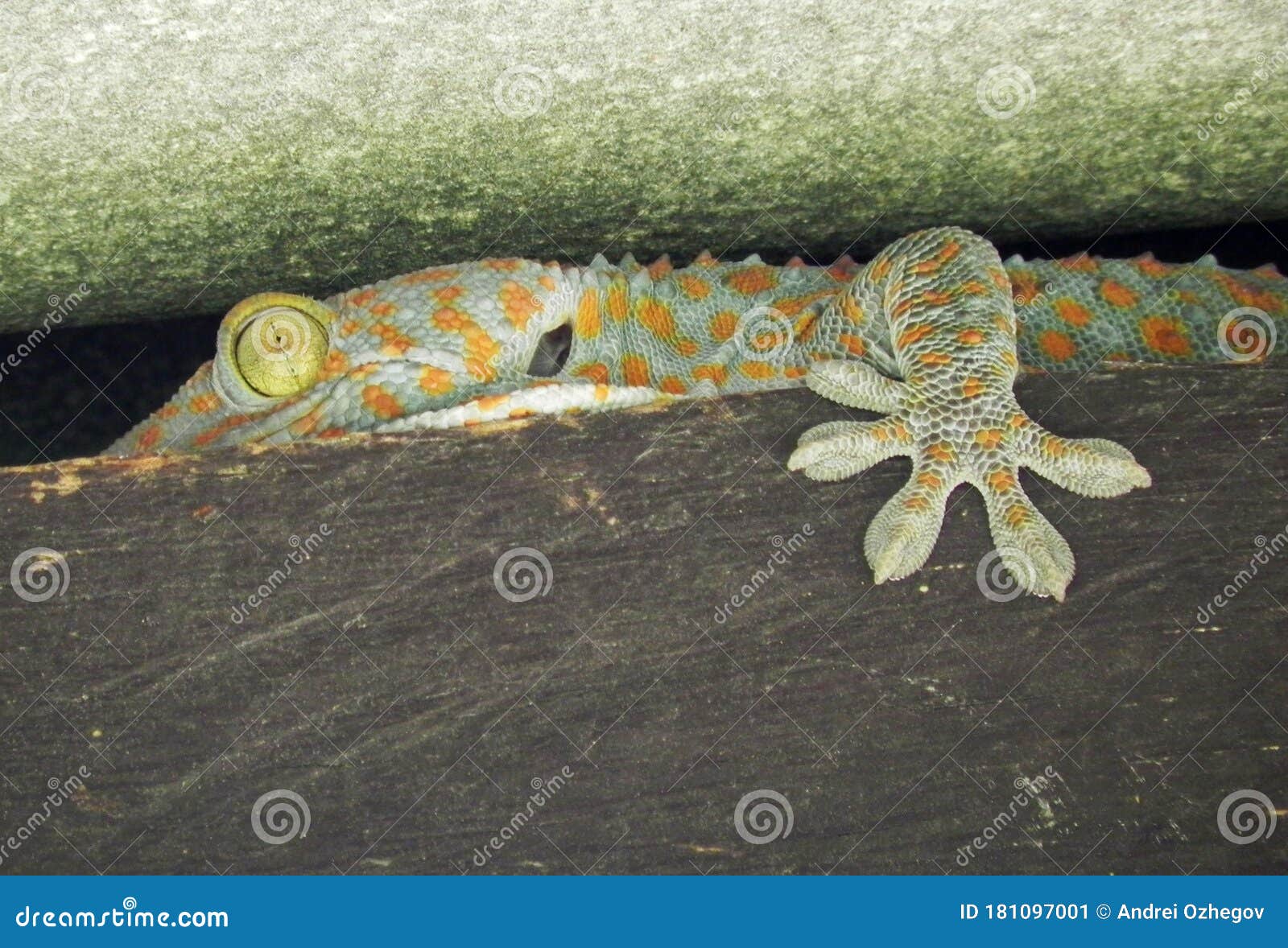 Tokai Gecko Gekko Gecko Hid between the Boards Stock Image - Image of ...
