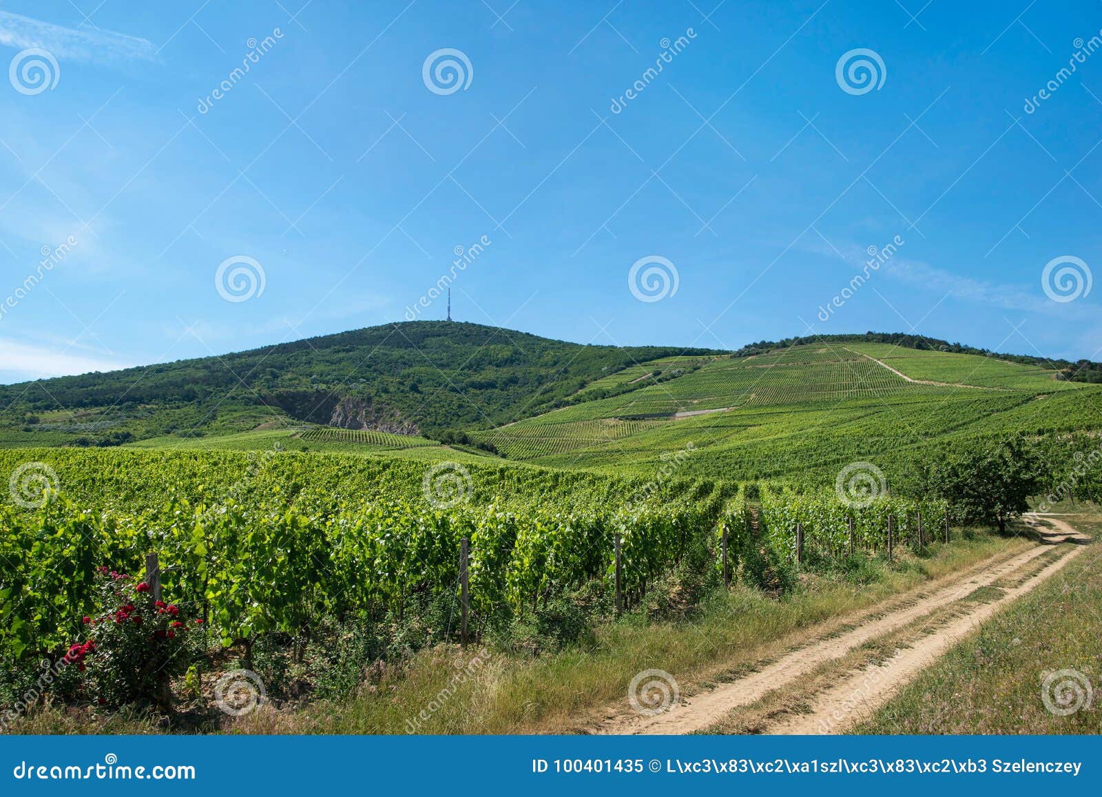 Tokaj wine region, Hungary stock image. Image of drink - 100401435