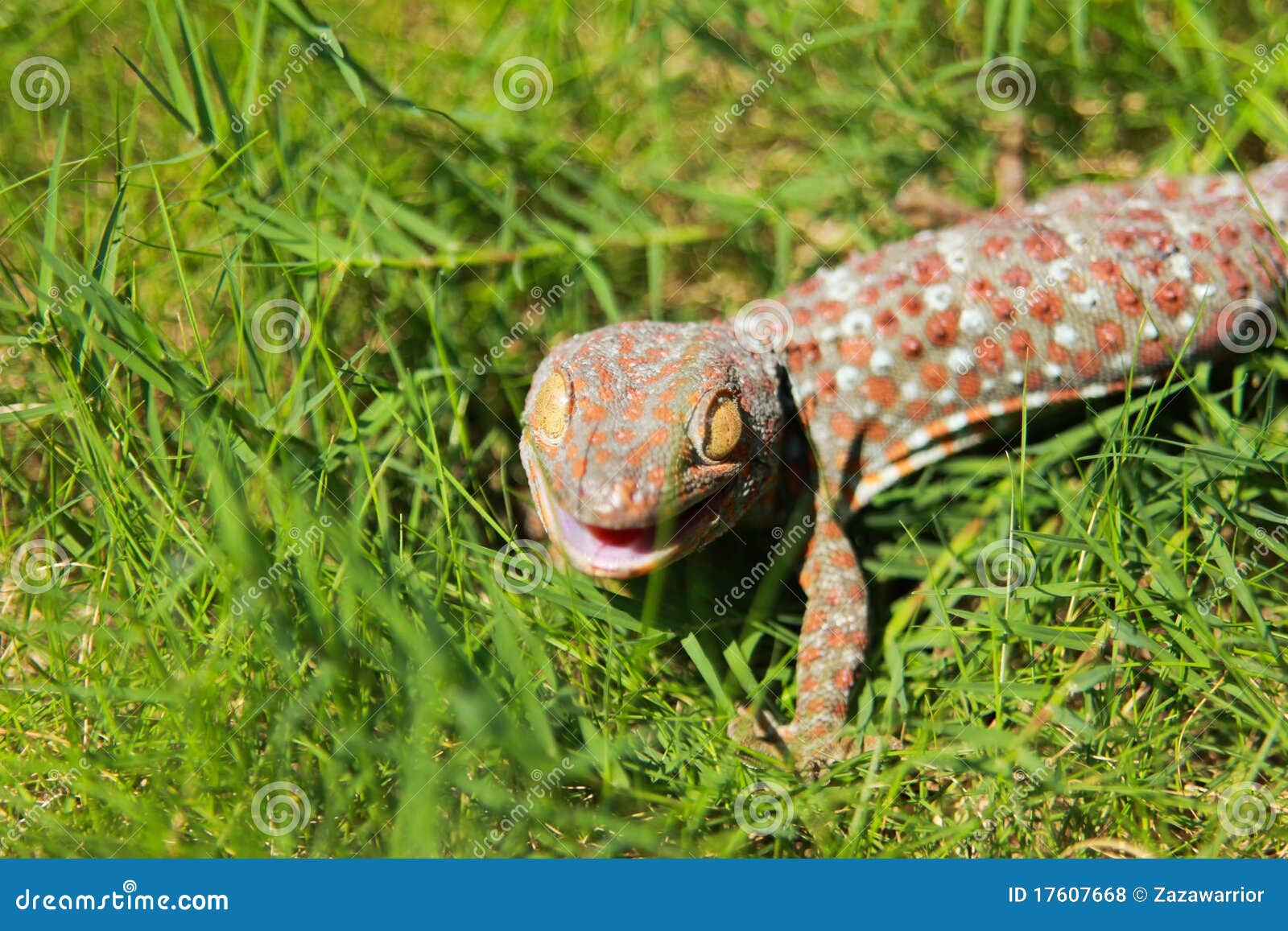 Tokay gecko stock photo. Image of object, striped, animal - 17607668