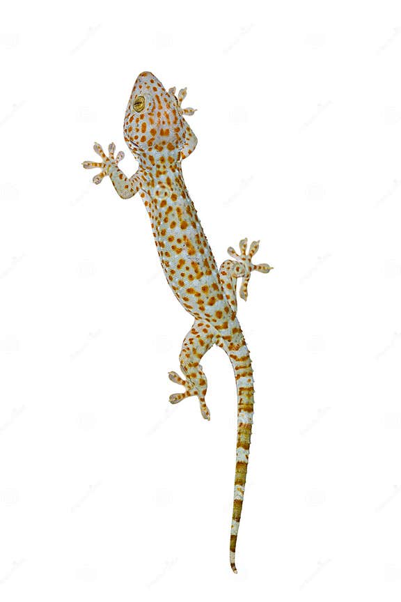 Tokay gecko stock photo. Image of predator, tokay, gekko - 27432402