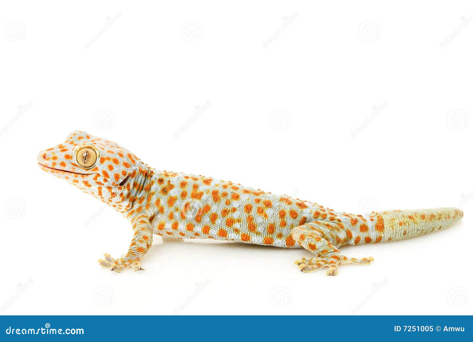 Tokay Gecko stock image. Image of skin, species, space - 7251005
