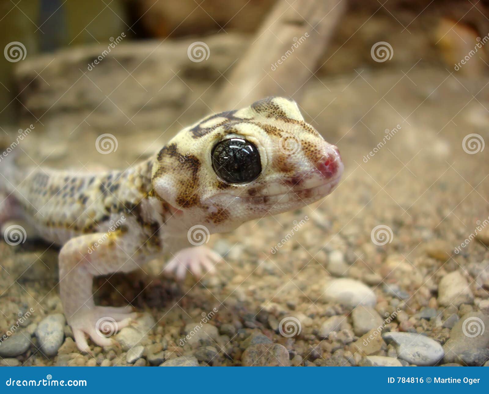 Tokay gecko stock photo. Image of lizard, close, aggresive - 784816