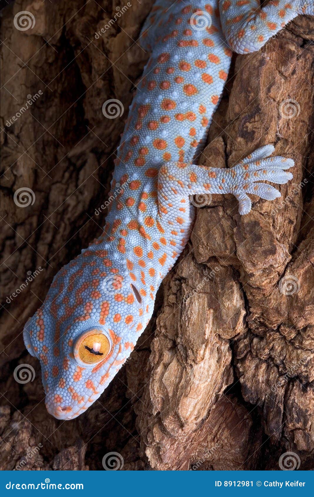 Tokay gecko on bark stock image. Image of lizard, wildlife - 8912981