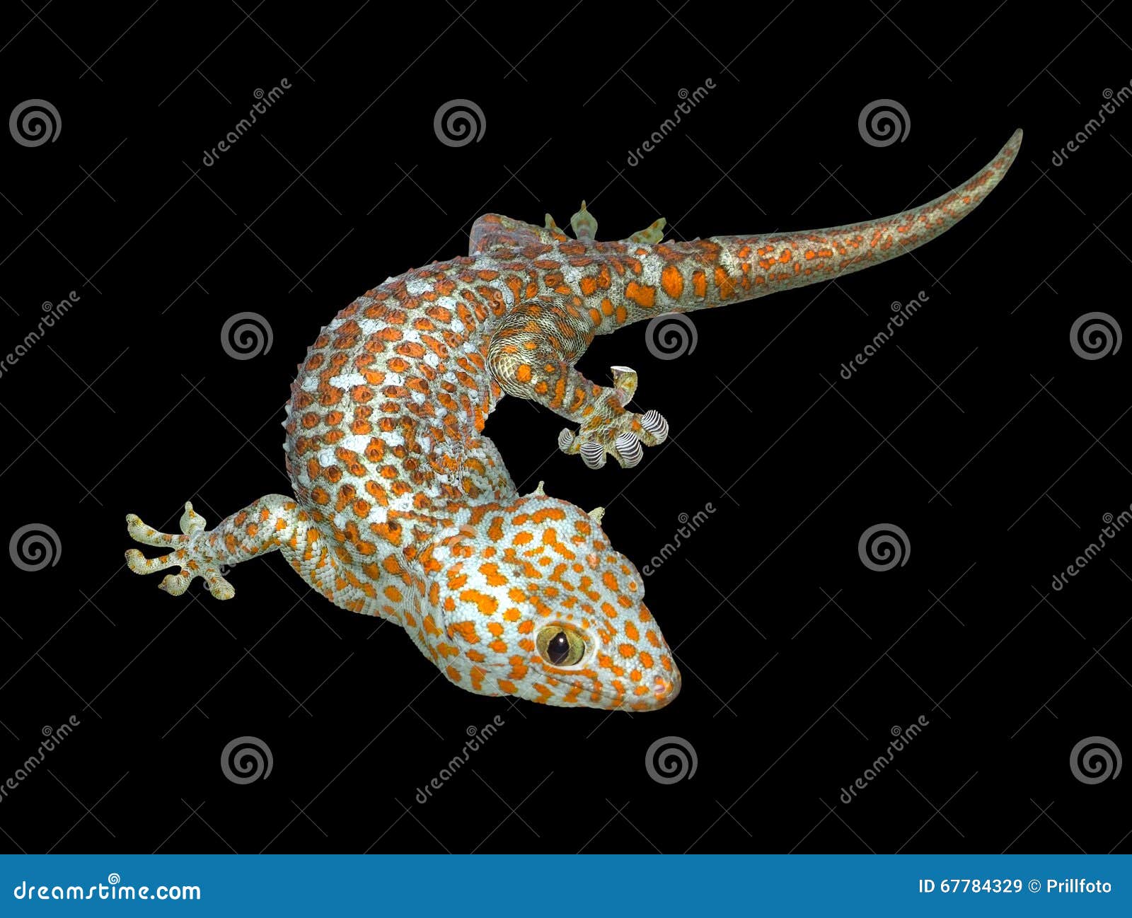Tokay gecko stock image. Image of kingdom, gekko, animal - 67784329