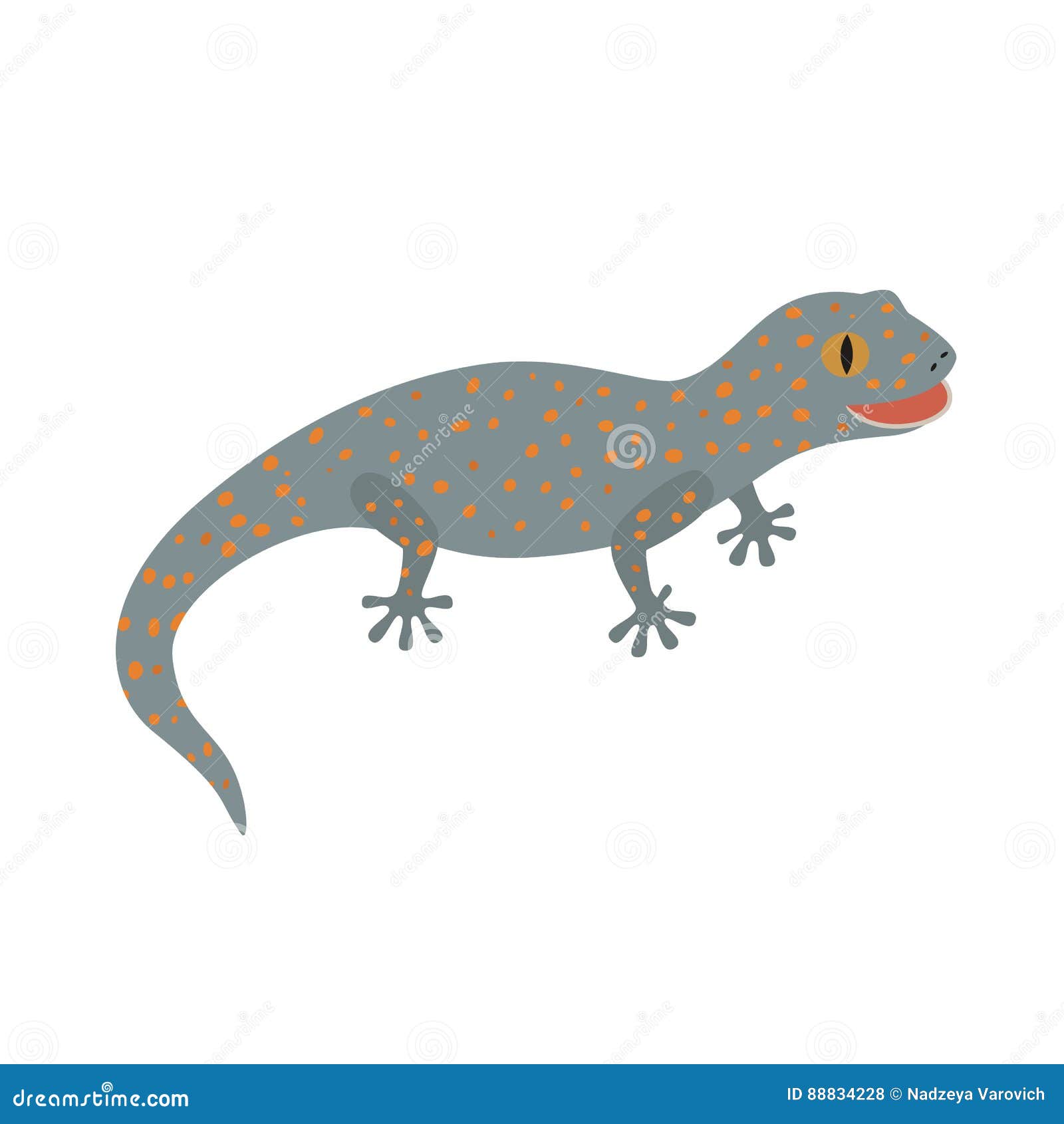 Tokay, Gecko, Calling Gecko Isolate White Stock Vector - Illustration ...